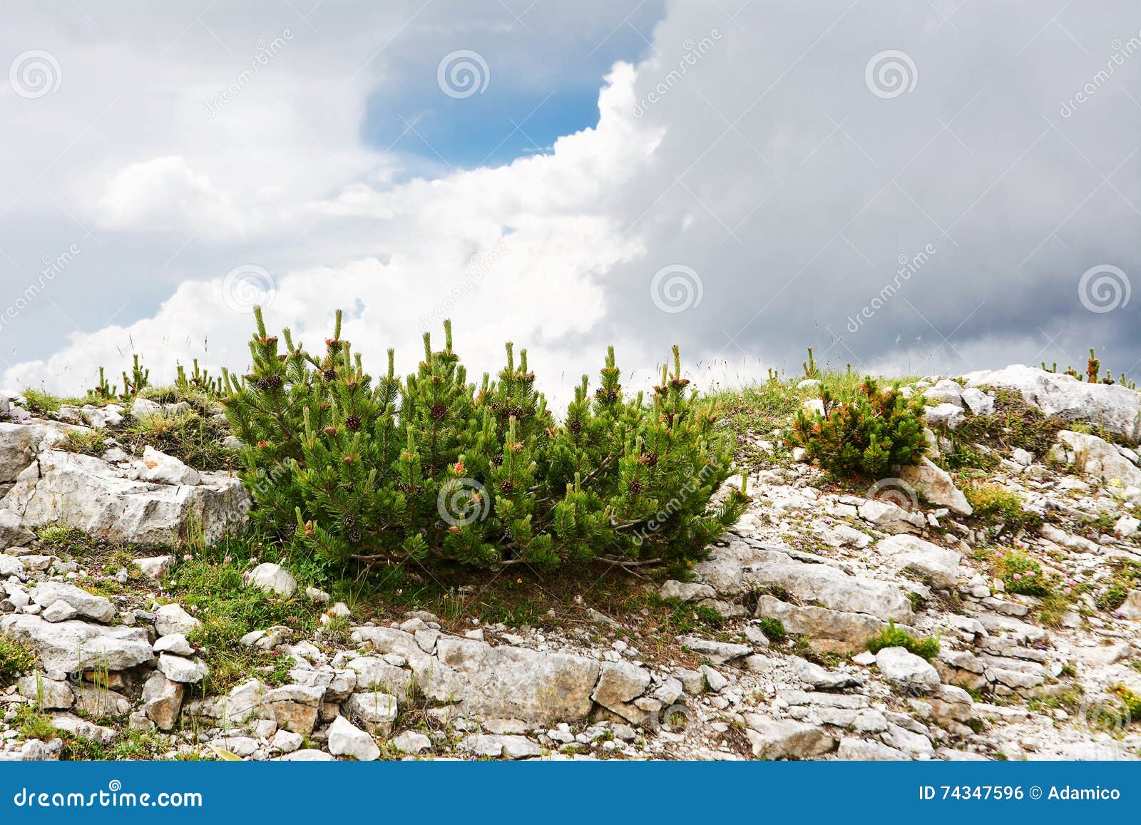 Pinus mugo in mountain stock photo. Image of tree, hill - 74347596