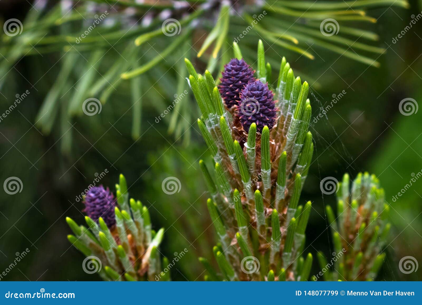 Purple Colored Female Cones of Pinus Mugo Mughus or Dwarf Mountain Pine Stock Image - Image of ...
