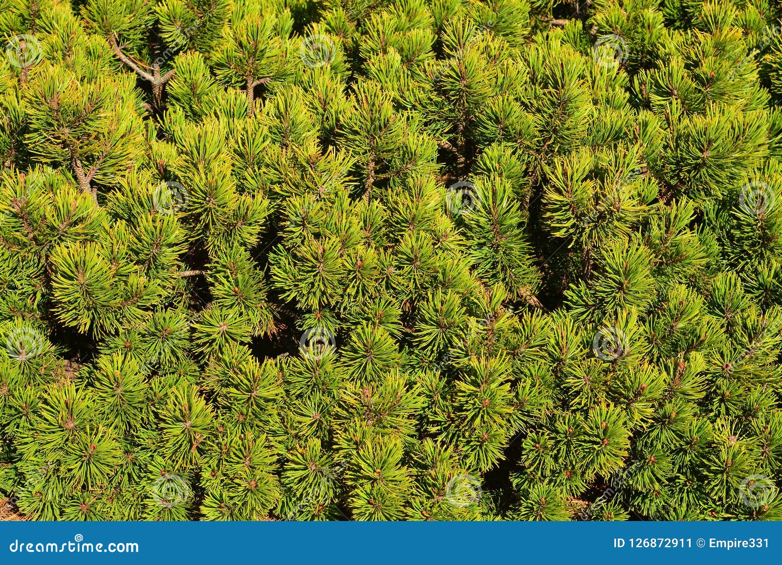 Pinus mugo plant stock image. Image of pine, green, pinus - 126872911