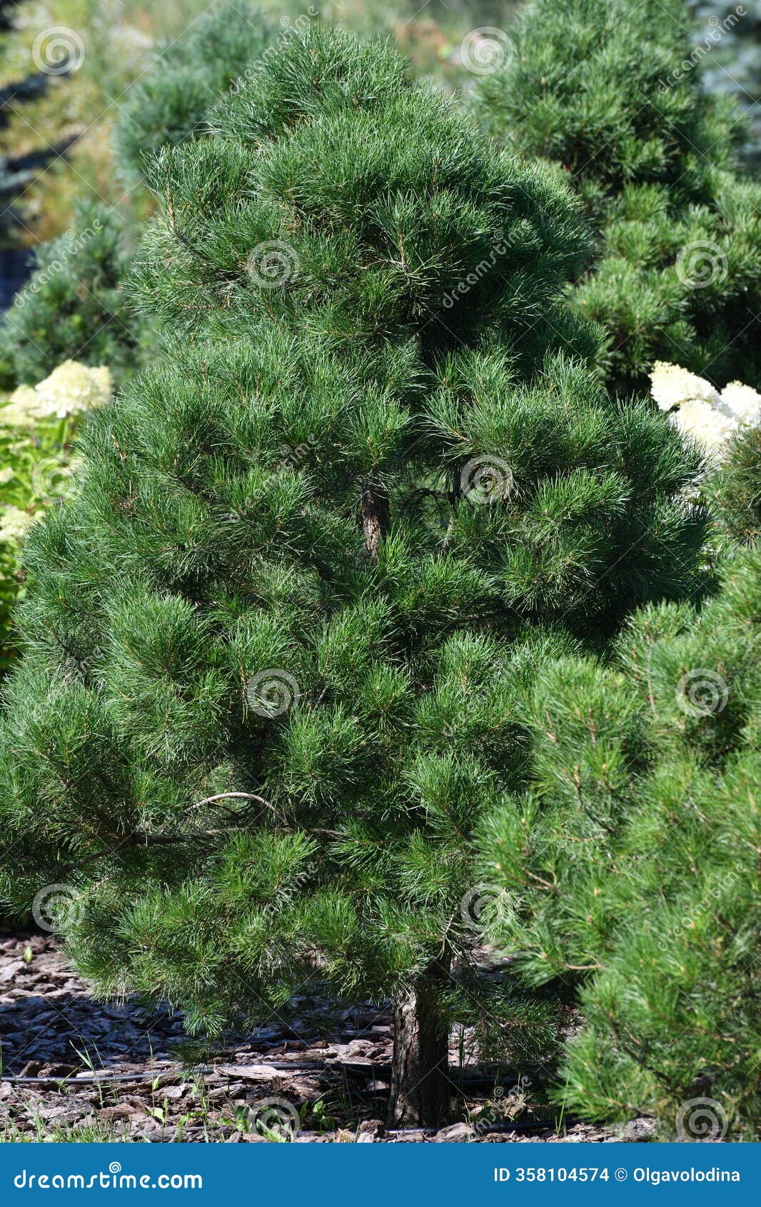 Pinus Nigra - Young Black Australian Pine Tree Stock Photo - Image of ...
