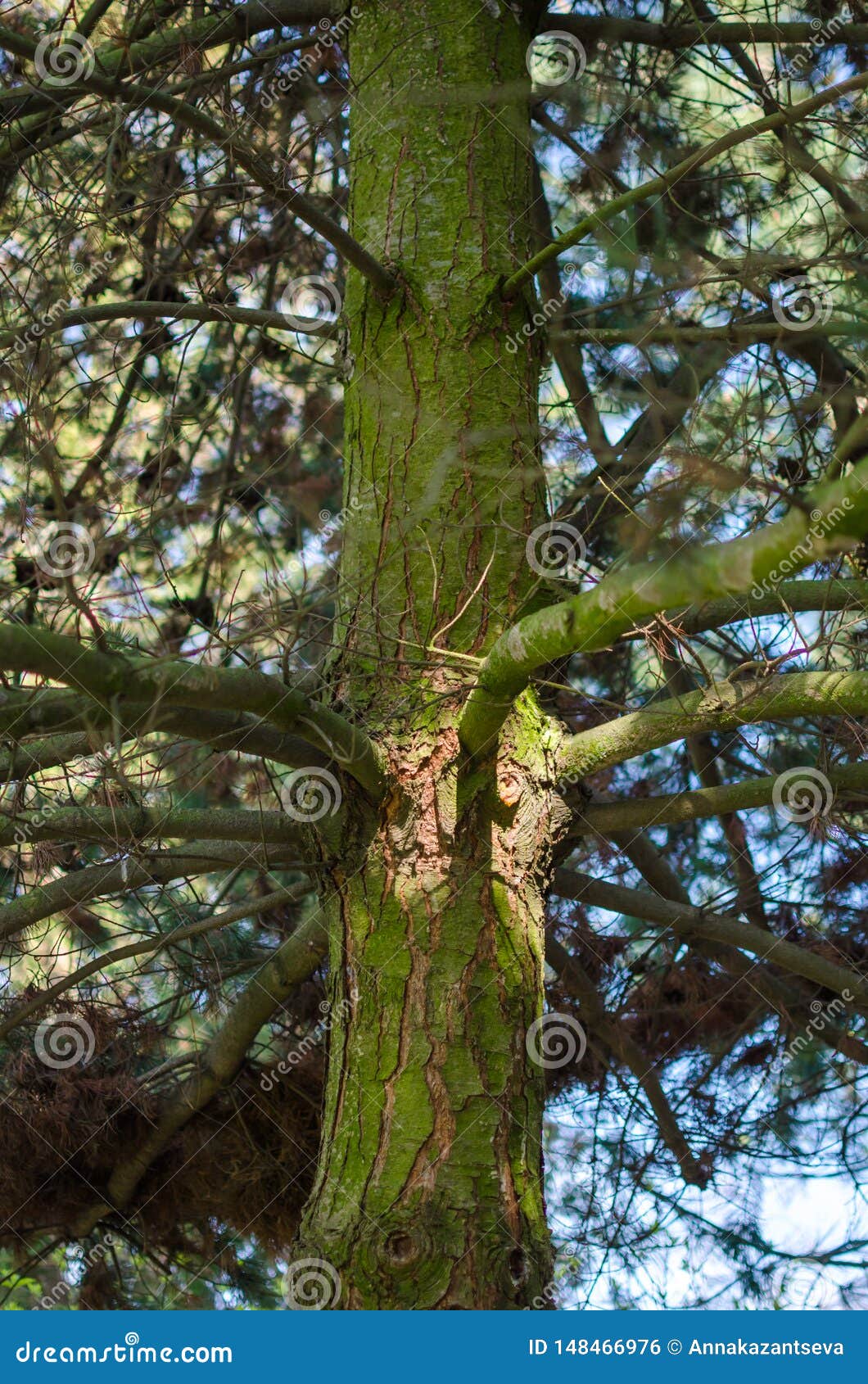 Pinus Parviflora `Tempelhof` Japanese White Pine Trunk With Branches ...