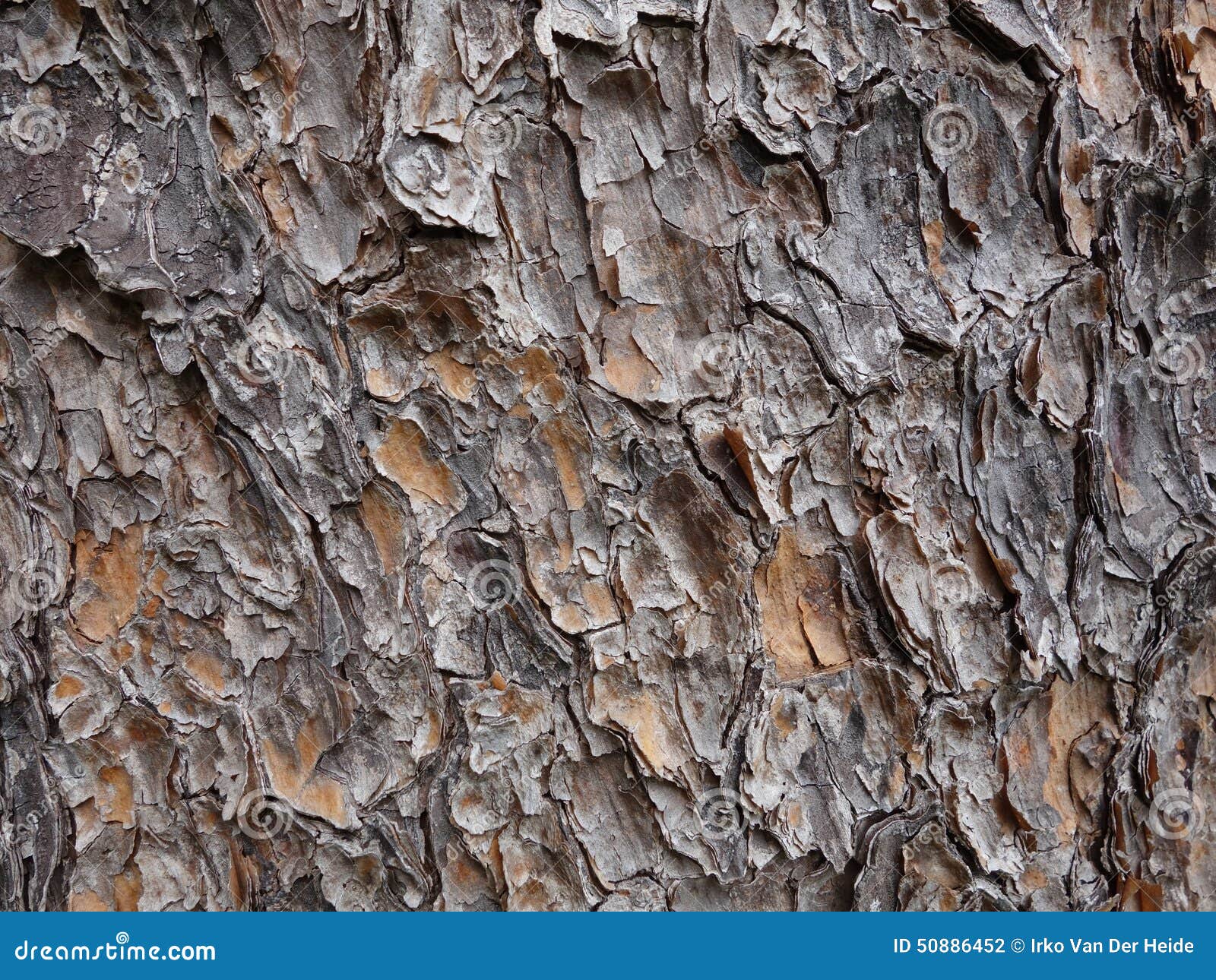 Pinus Patula. Pinus Strobus Pine With A Weeping Crown Royalty-Free ...