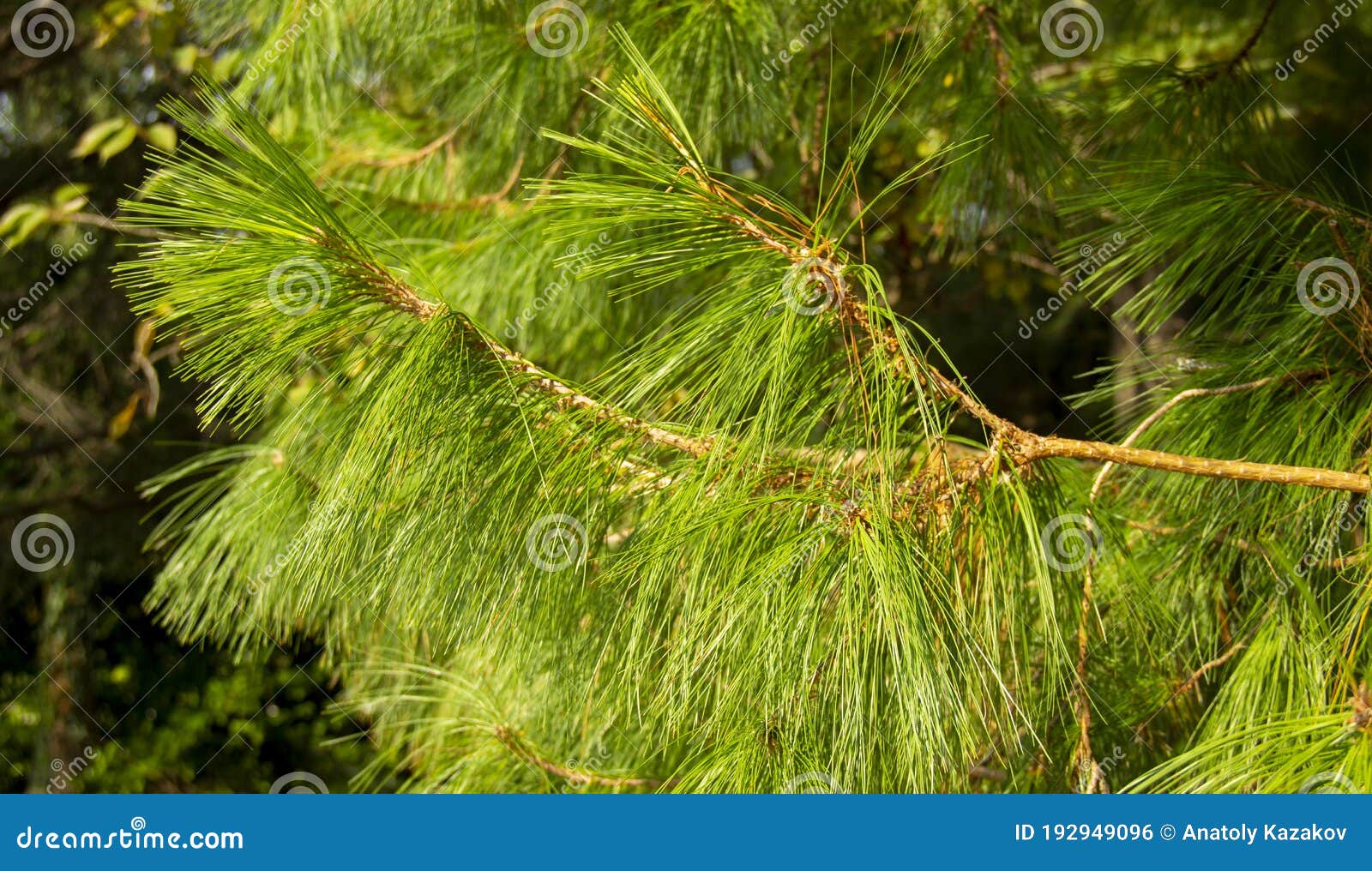 Pinus Patula. Beautiful Branches Of Mexican Weeping Pine. Evergreen ...