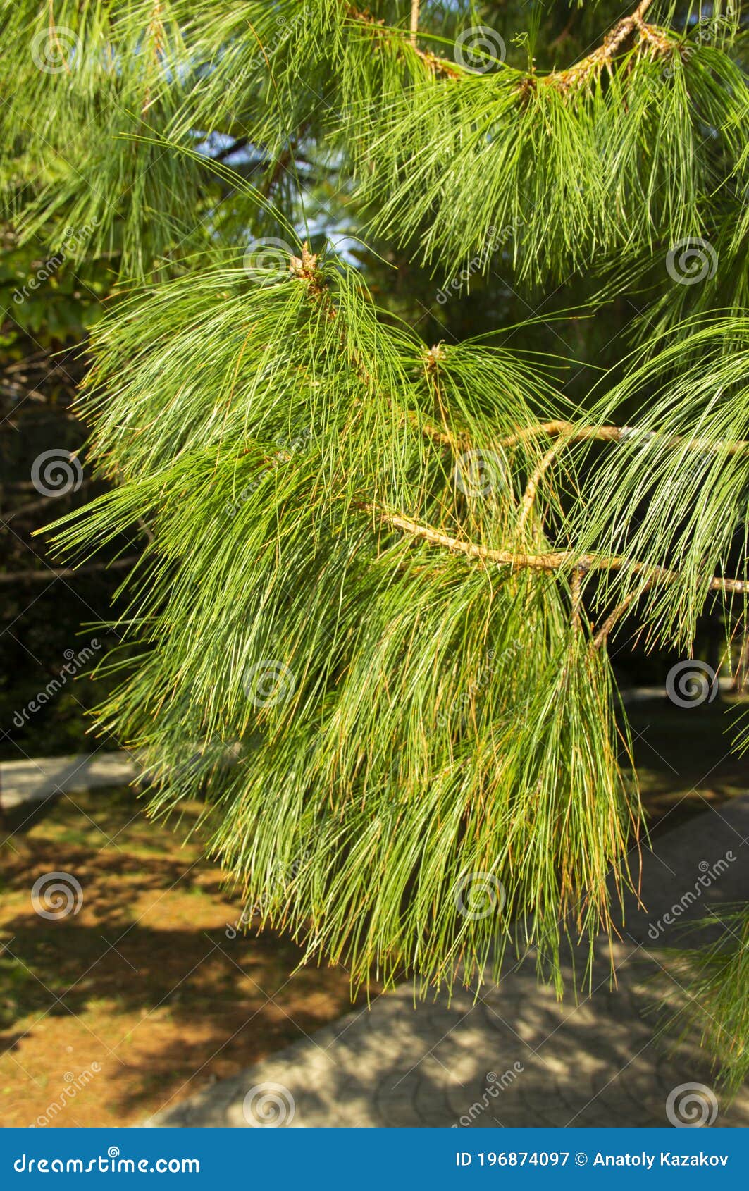 Pinus Patula. Pinus Strobus Pine With A Weeping Crown Royalty-Free ...