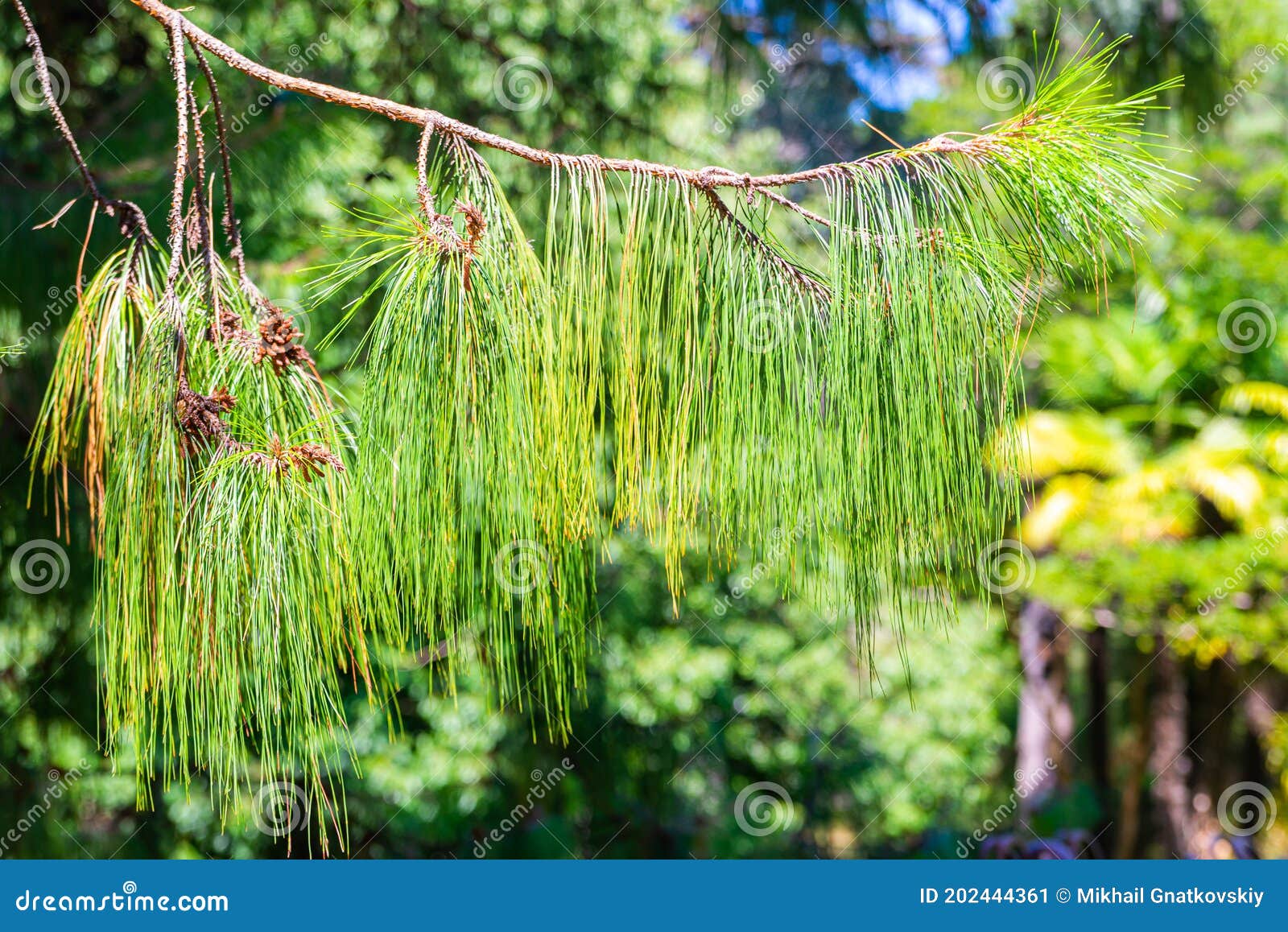 Pinus Patula. Beautiful Branches Of Mexican Weeping Pine. Evergreen ...