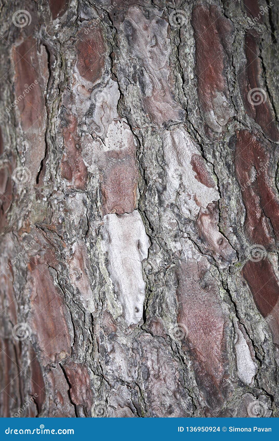 Pinus Pinaster Bark Close Up Stock Photo - Image of fall, botany: 136950924
