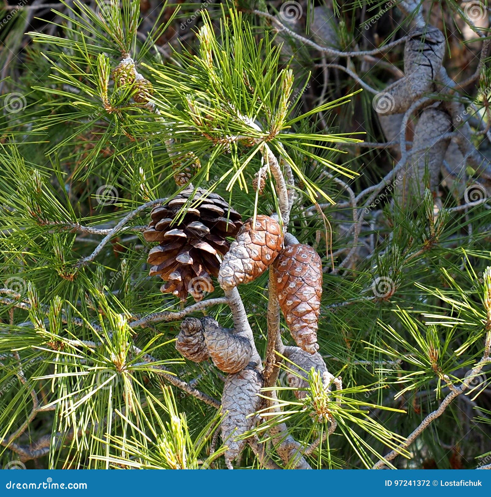 Pinus Pinaster Or Maritime Pine With Cones Stock Photo | CartoonDealer ...