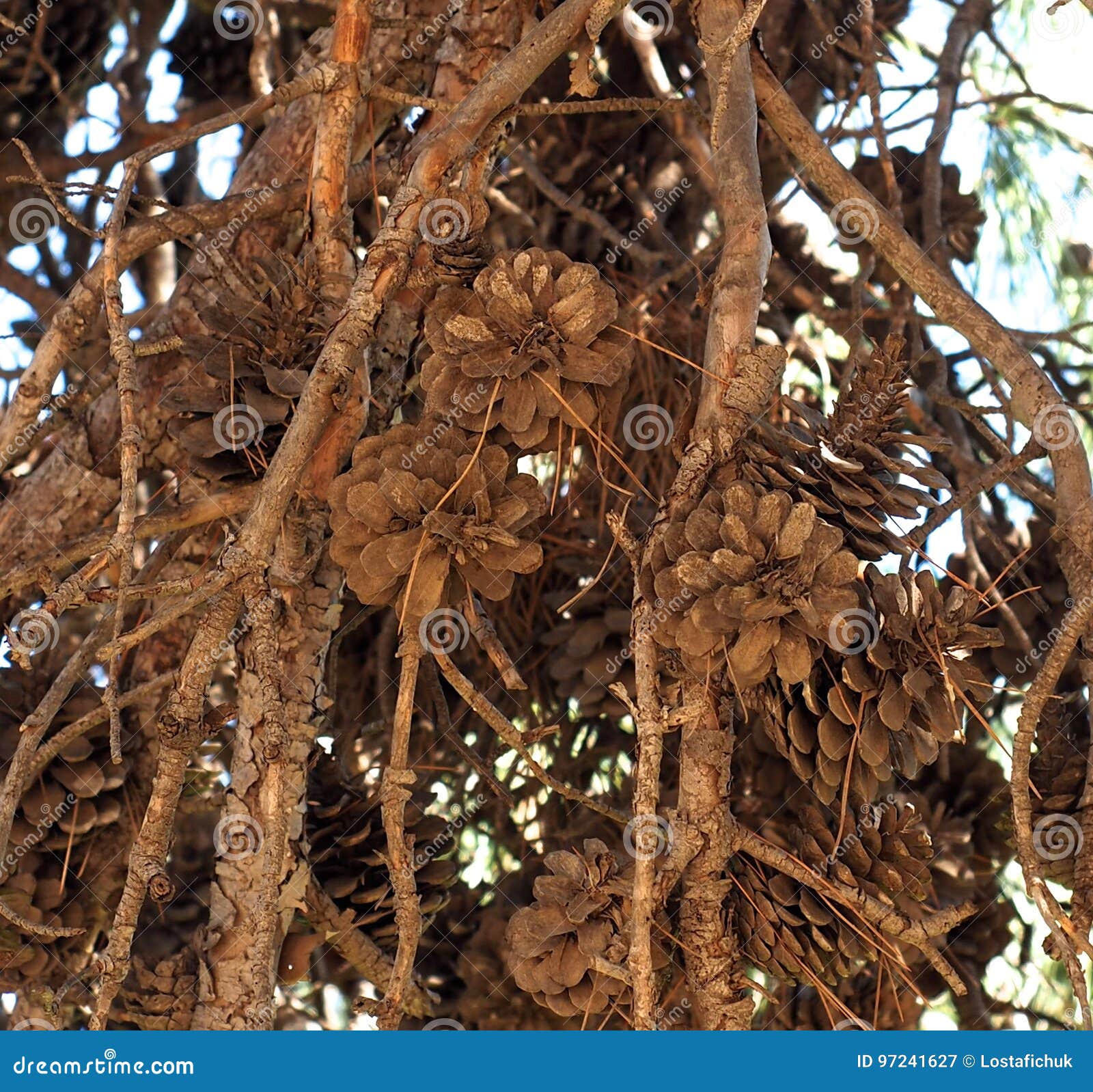 Pinus Pinaster Or Maritime Pine With Cones Stock Photo | CartoonDealer ...