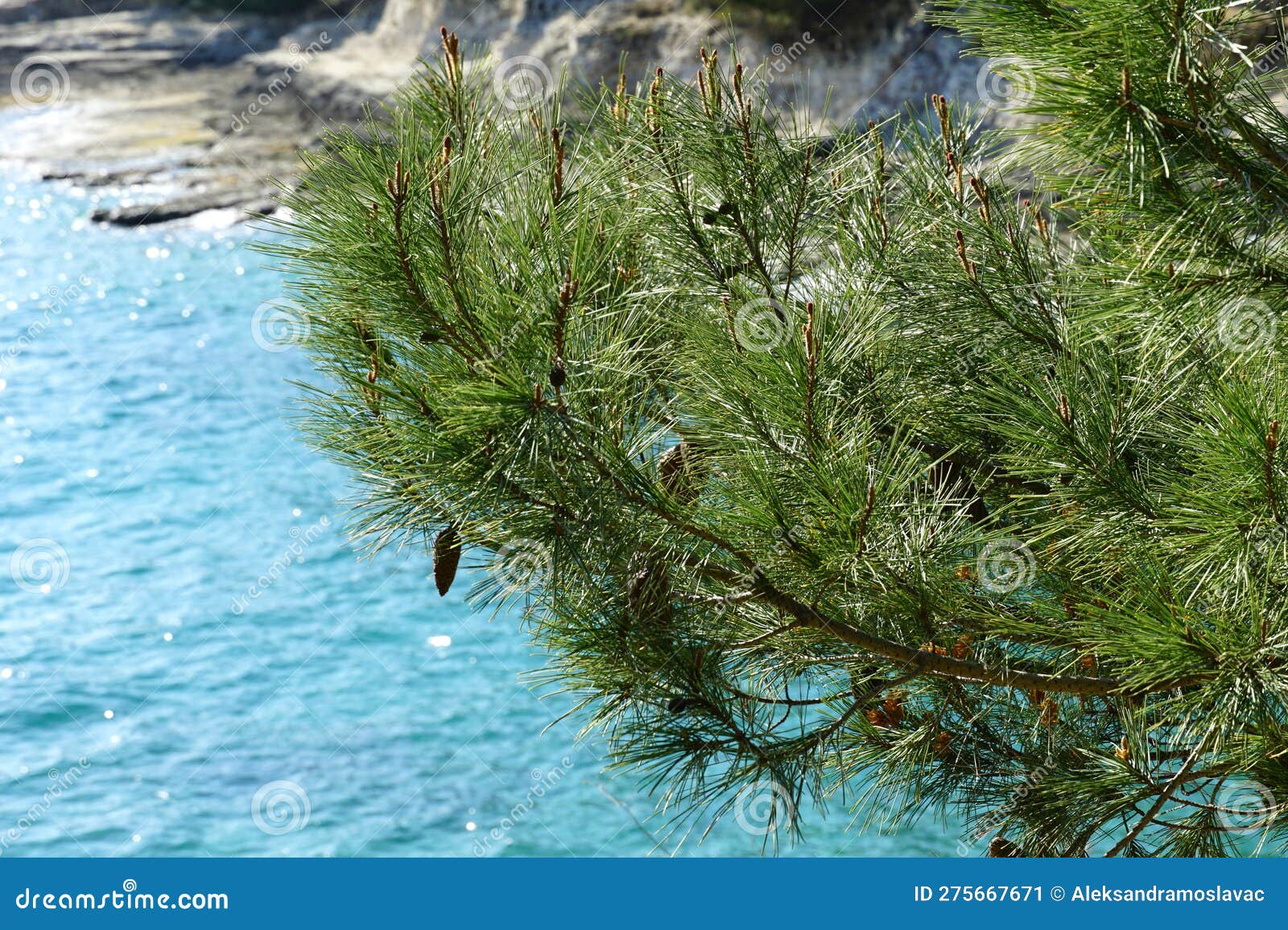 Pinus Pinaster Tree Branches with Pine Cone on it Above Blue Sea Stock ...