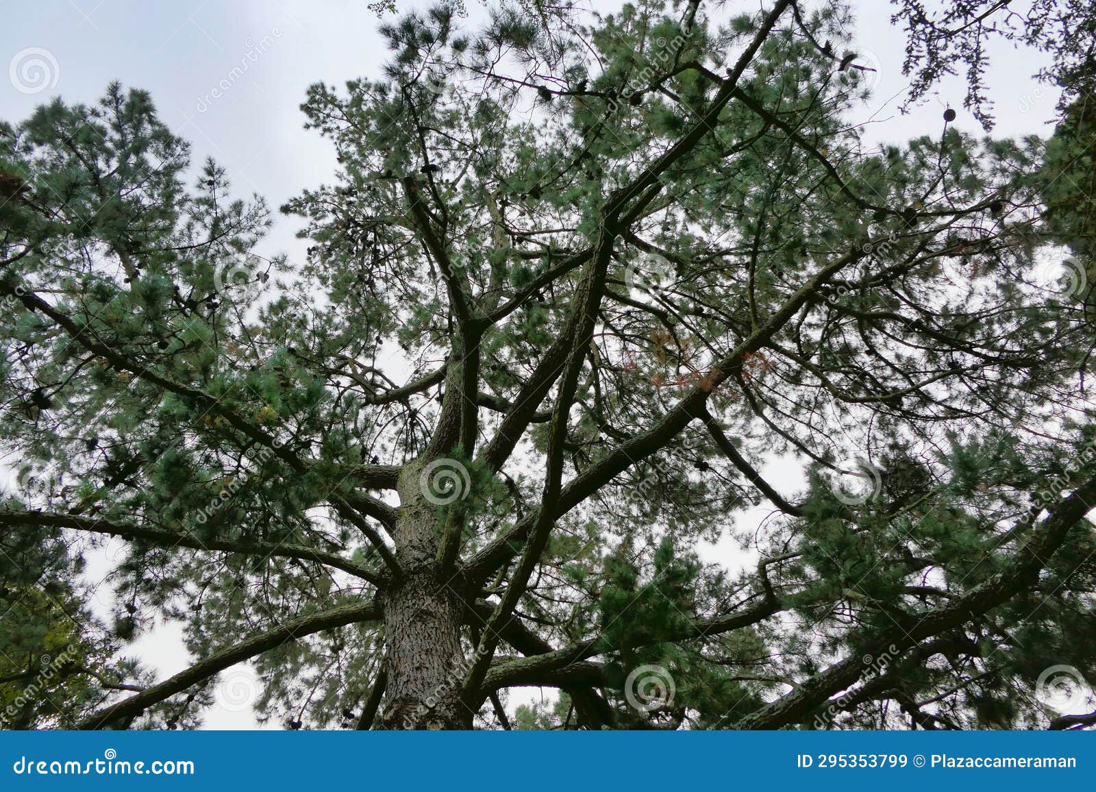 Pinus pinaster stock image. Image of nature, fresh, wood - 295353799