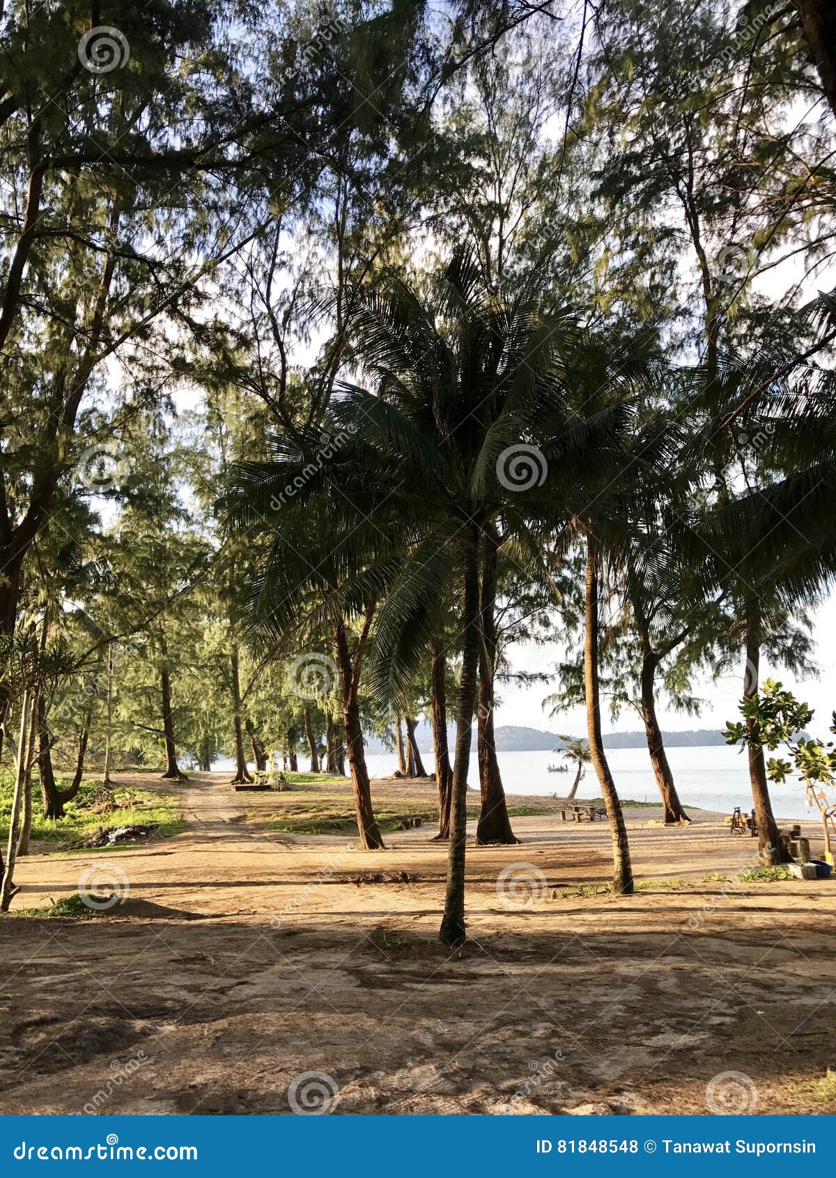 Pinus Pine and Coconut Tree with Sea Beach. Stock Photo - Image of ...