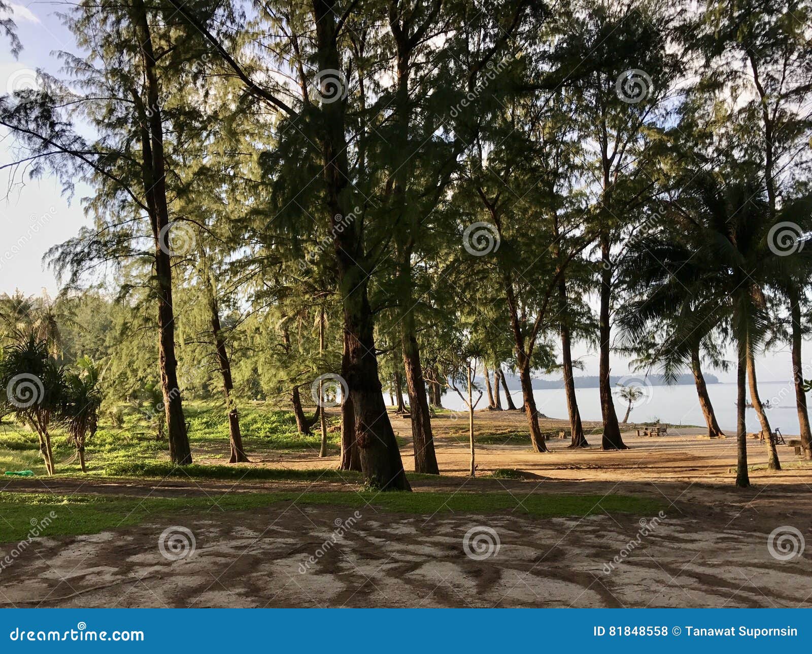 Pinus Pine and Coconut Tree with Sea Beach. Stock Photo - Image of ...