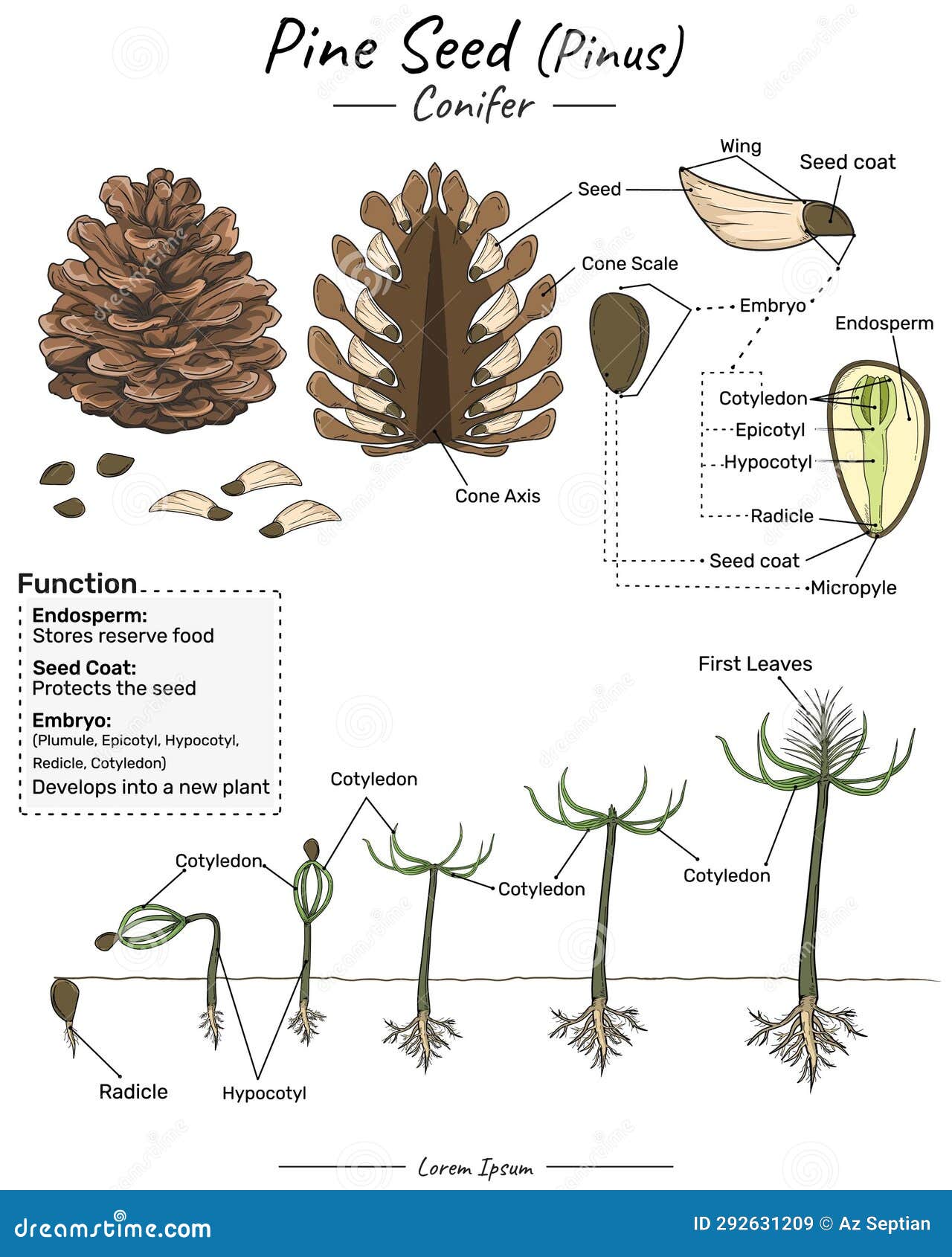 Pinus Pine Conifer Structure, Function and Development Stock Vector ...