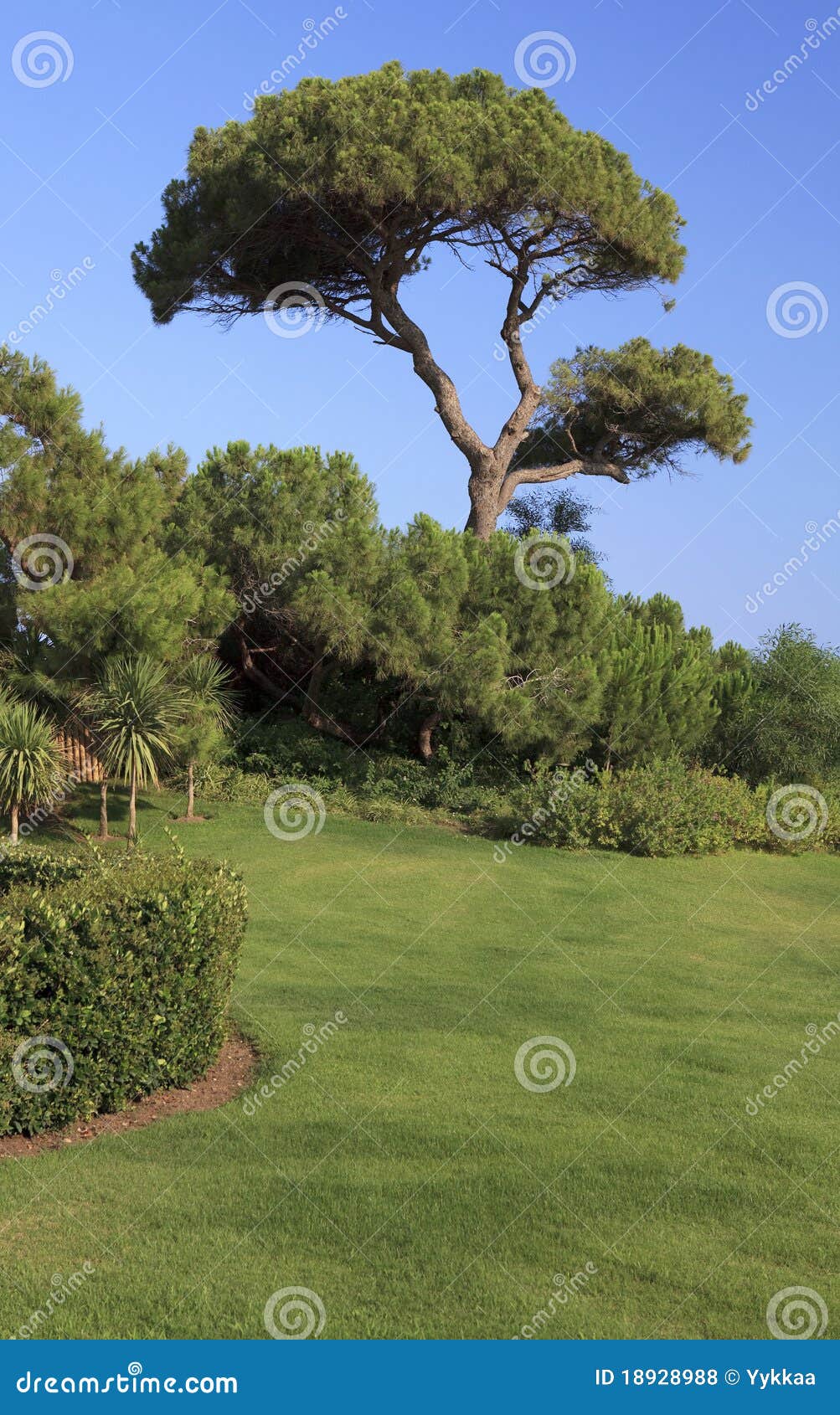 Pinus pinea. stock photo. Image of nature, flora, pinus - 18928988