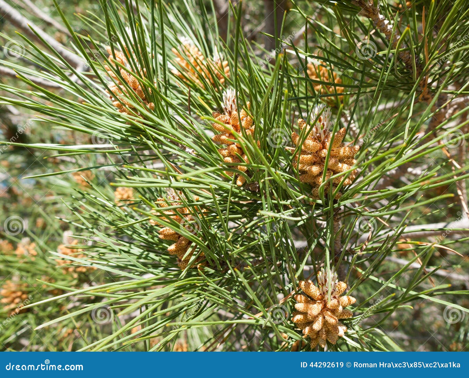 Pinus pinea stock image. Image of close, cones, needle - 44292619