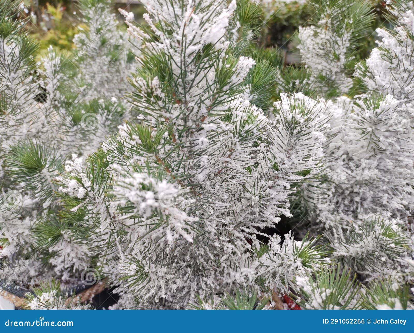 Pinus Pinea Silver Crest with Artificial Snow Stock Photo - Image of ...