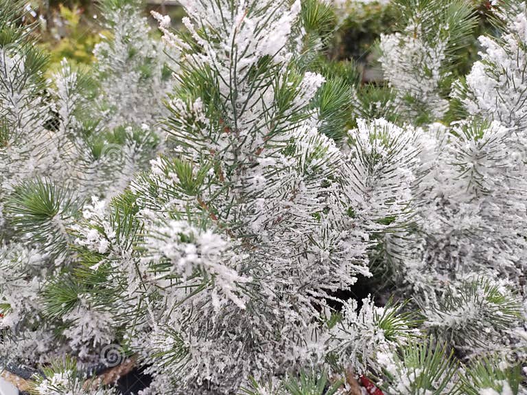 Pinus Pinea Silver Crest with Artificial Snow Stock Photo - Image of ...