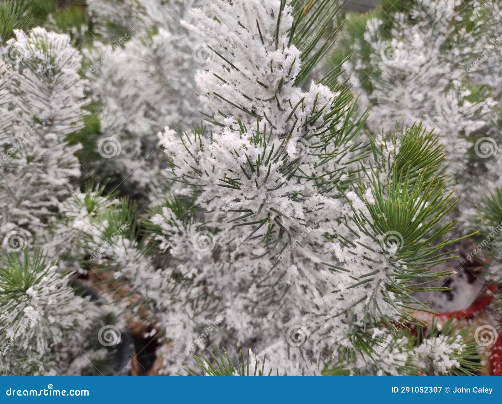 Pinus Pinea Silver Crest with Artificial Snow Stock Image - Image of ...