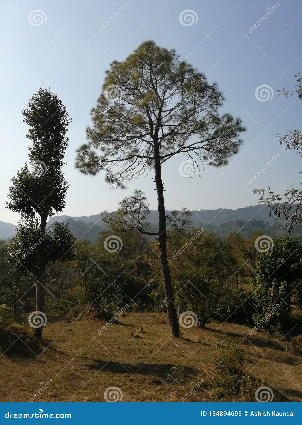 Pinus plant stock image. Image of wood, blue, pine, pinus - 134894693
