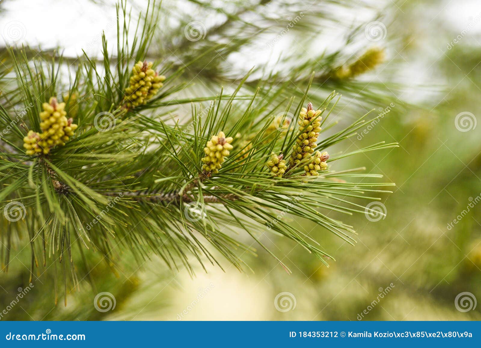 Pinus Radiata Blooming in Forest Springtime Stock Photo - Image of ...