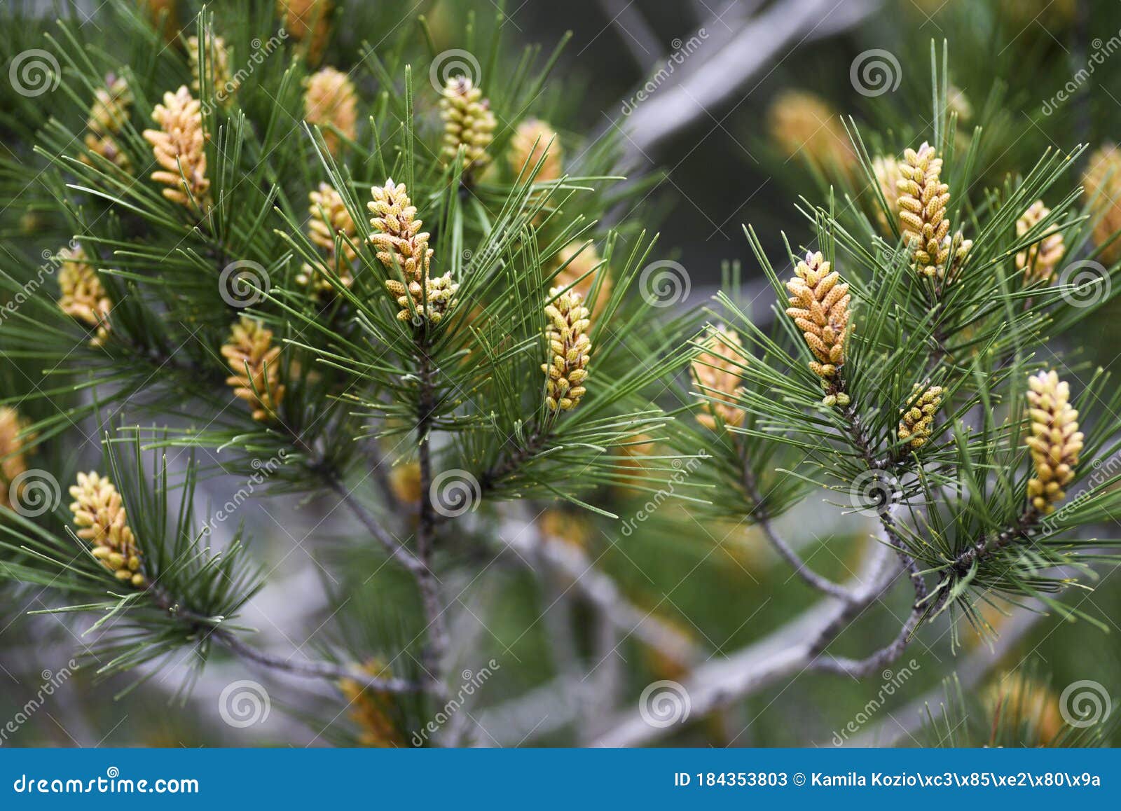 Pinus Radiata, The Monterey Pine Or Insignis Pine In Bloom. Bud ...