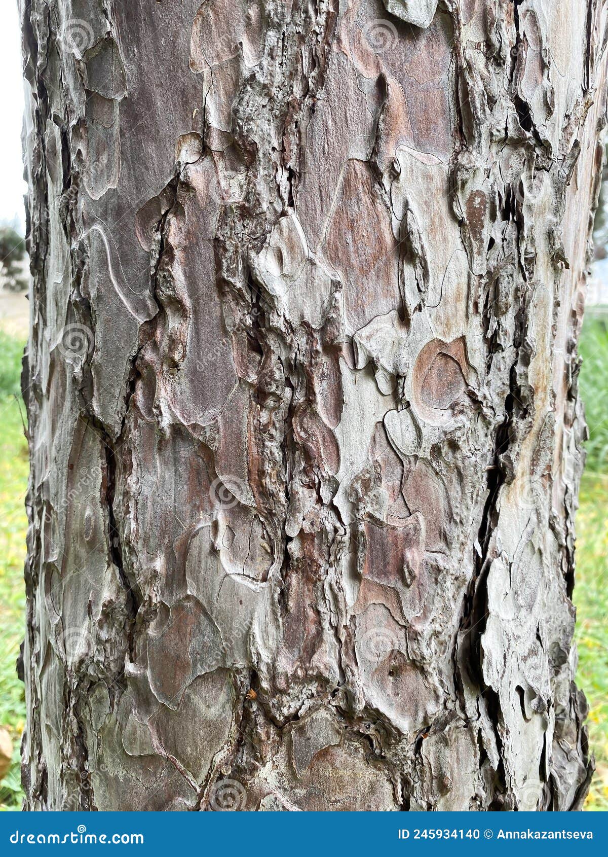 Pinus Radiata, The Monterey Pine Or Insignis Pine In Bloom. Close-up Of ...