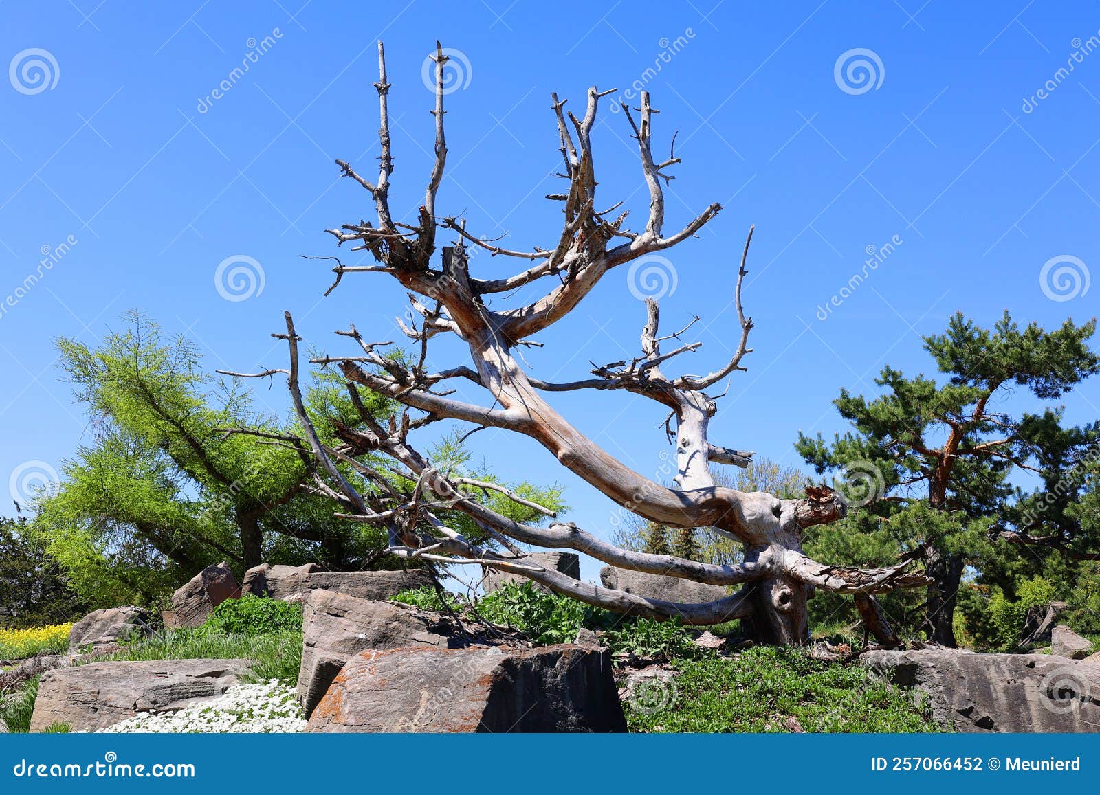 Pinus Strobus, Commonly Denominated the Eastern, Northern White Pine ...