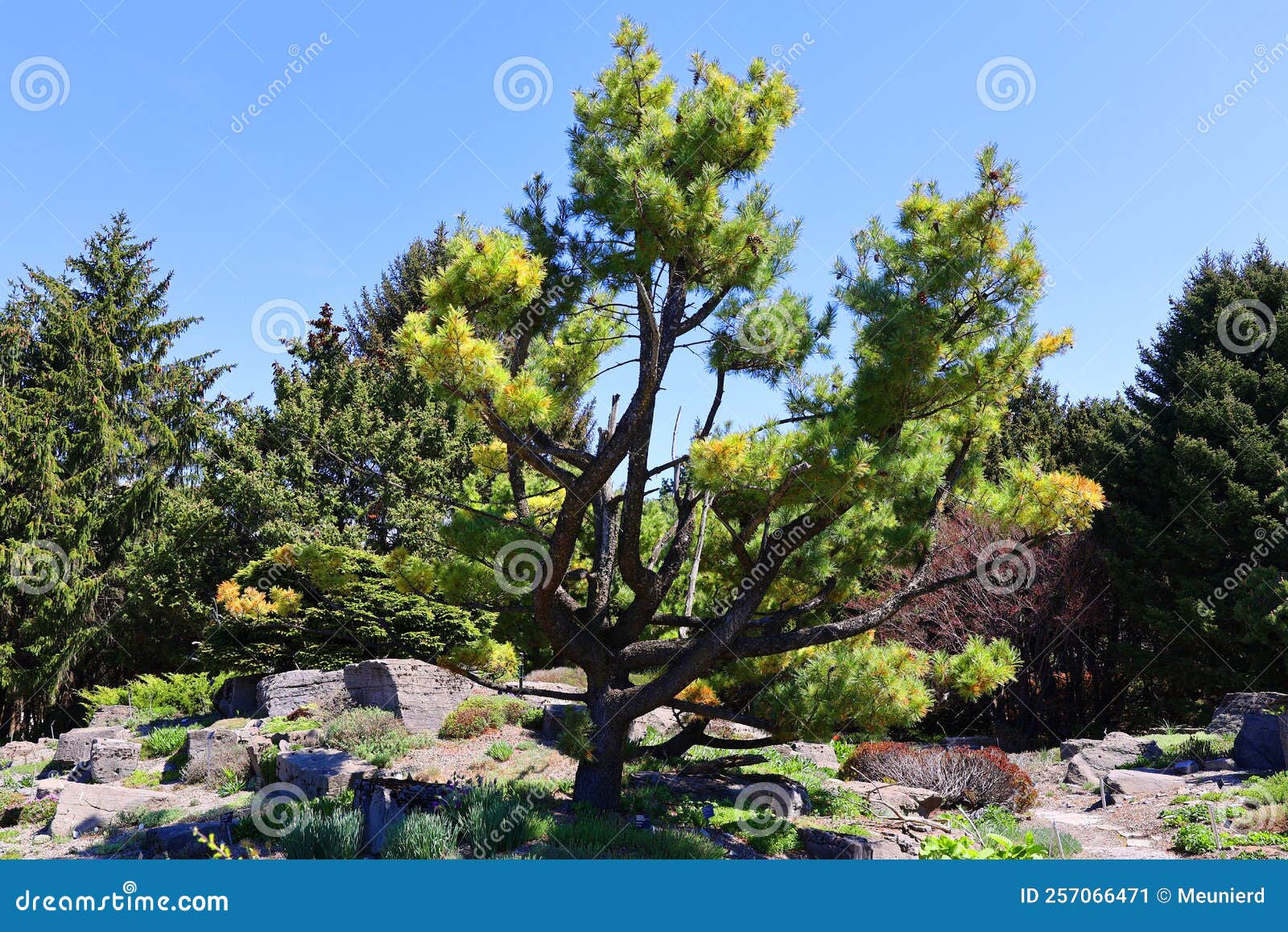 Pinus Strobus, Commonly Denominated the Eastern, Northern White Pine ...