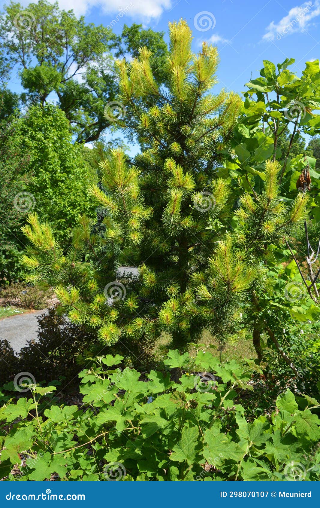 Pinus Strobus, Commonly Denominated the Eastern, Northern White Pine ...
