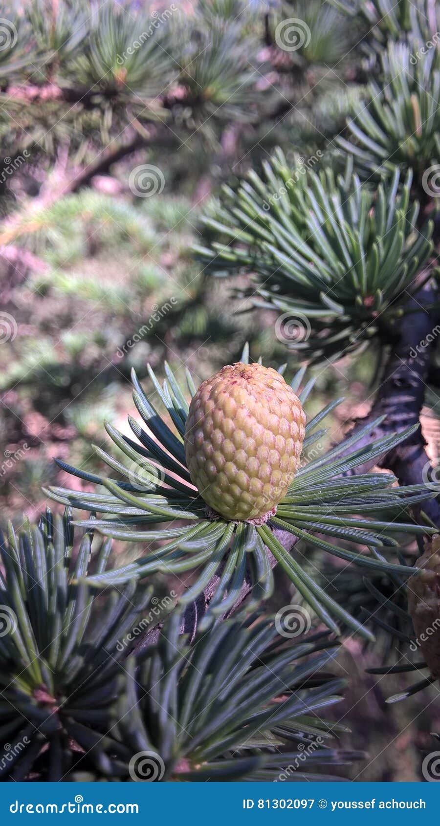 Pinus Strobus Fastigiata