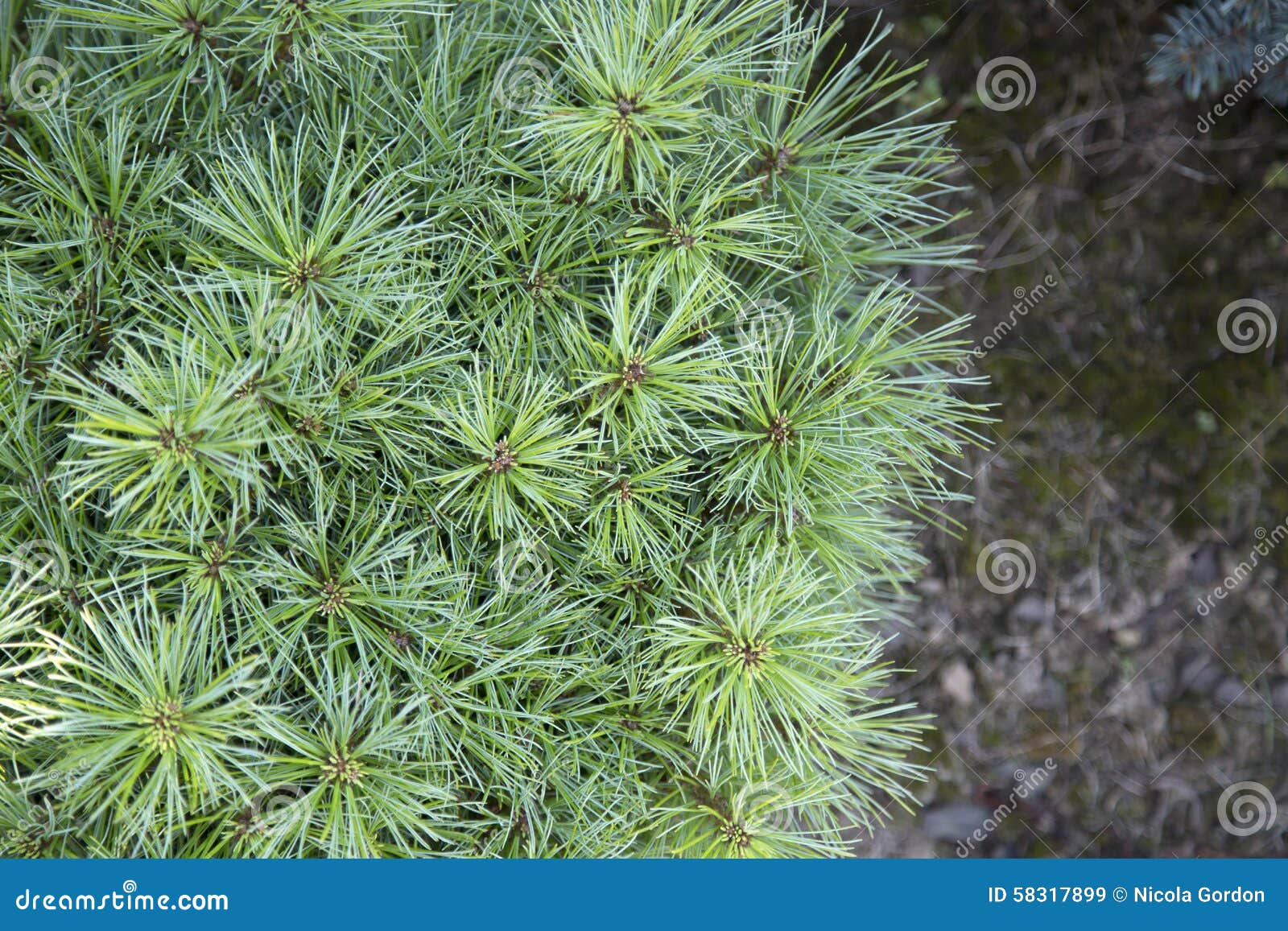 Pinus Strobus Plant, Large Tree. Grows In The North-Eastern Regions Of ...