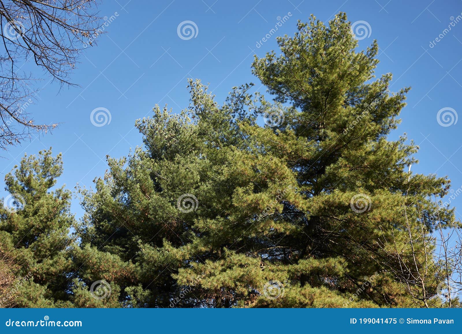 Pinus strobus landscape stock image. Image of coniferous - 199041475