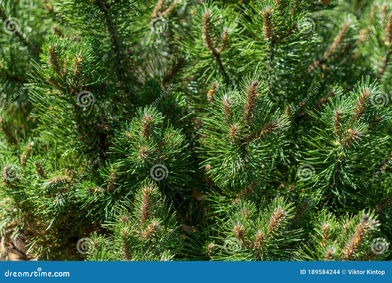 Pinus Strobus Plant, Large Tree Stock Photo - Image of plan, foliage ...