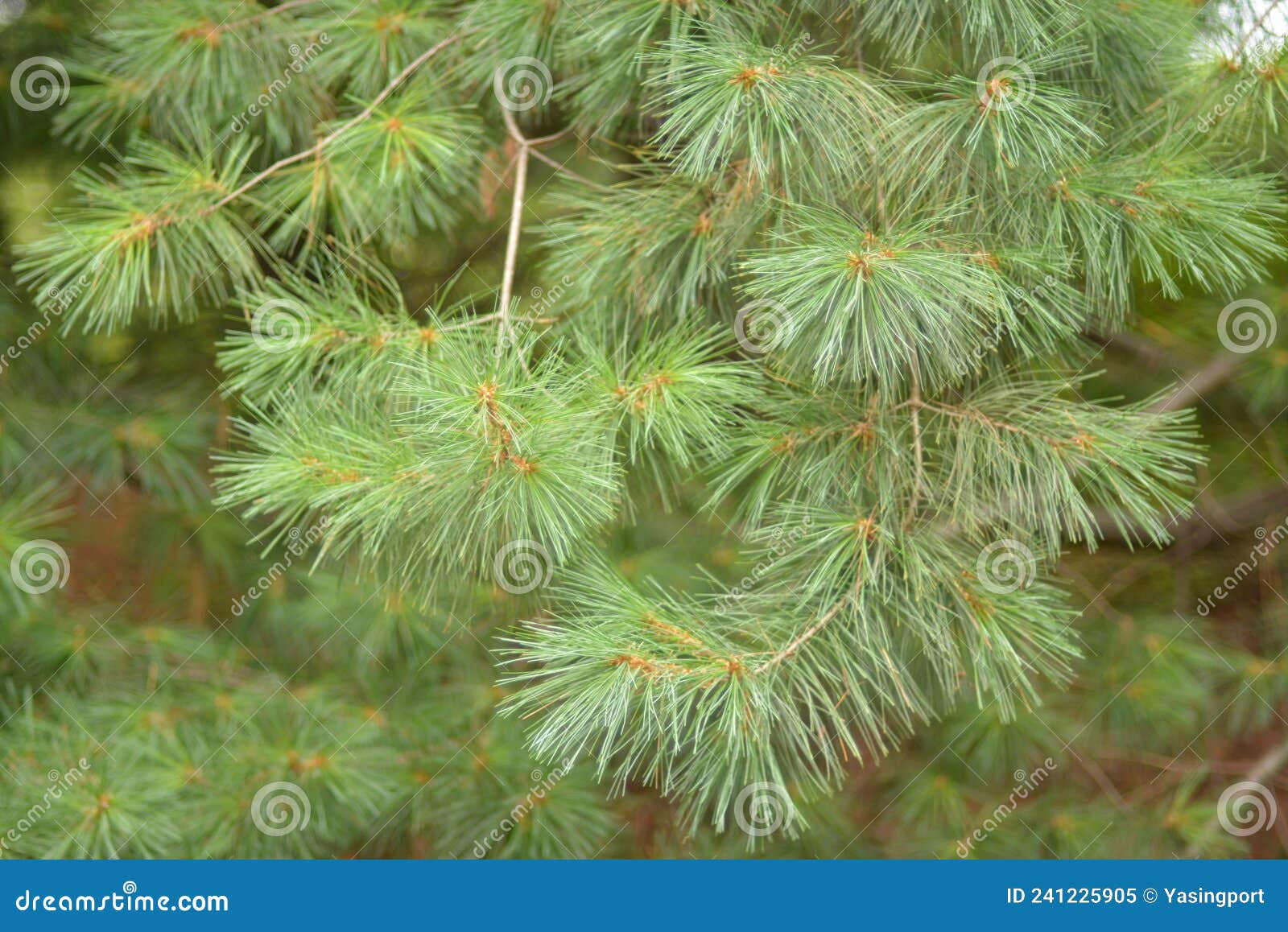 Pinus Strobus Tree Branches Tree in Canada Park Stock Image - Image of ...