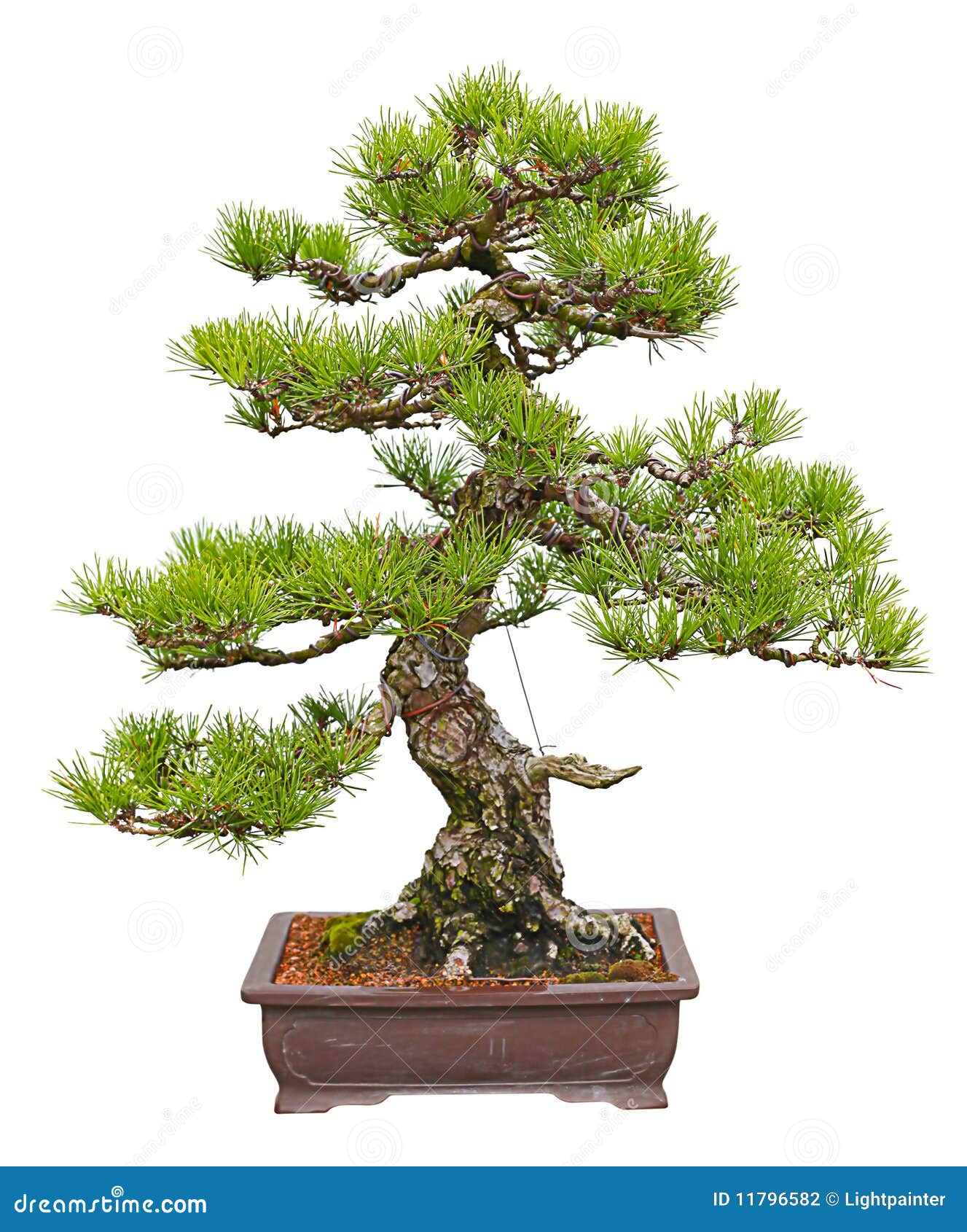 Pinus thunbergii stock photo. Image of tree, nature, japanese - 11796582