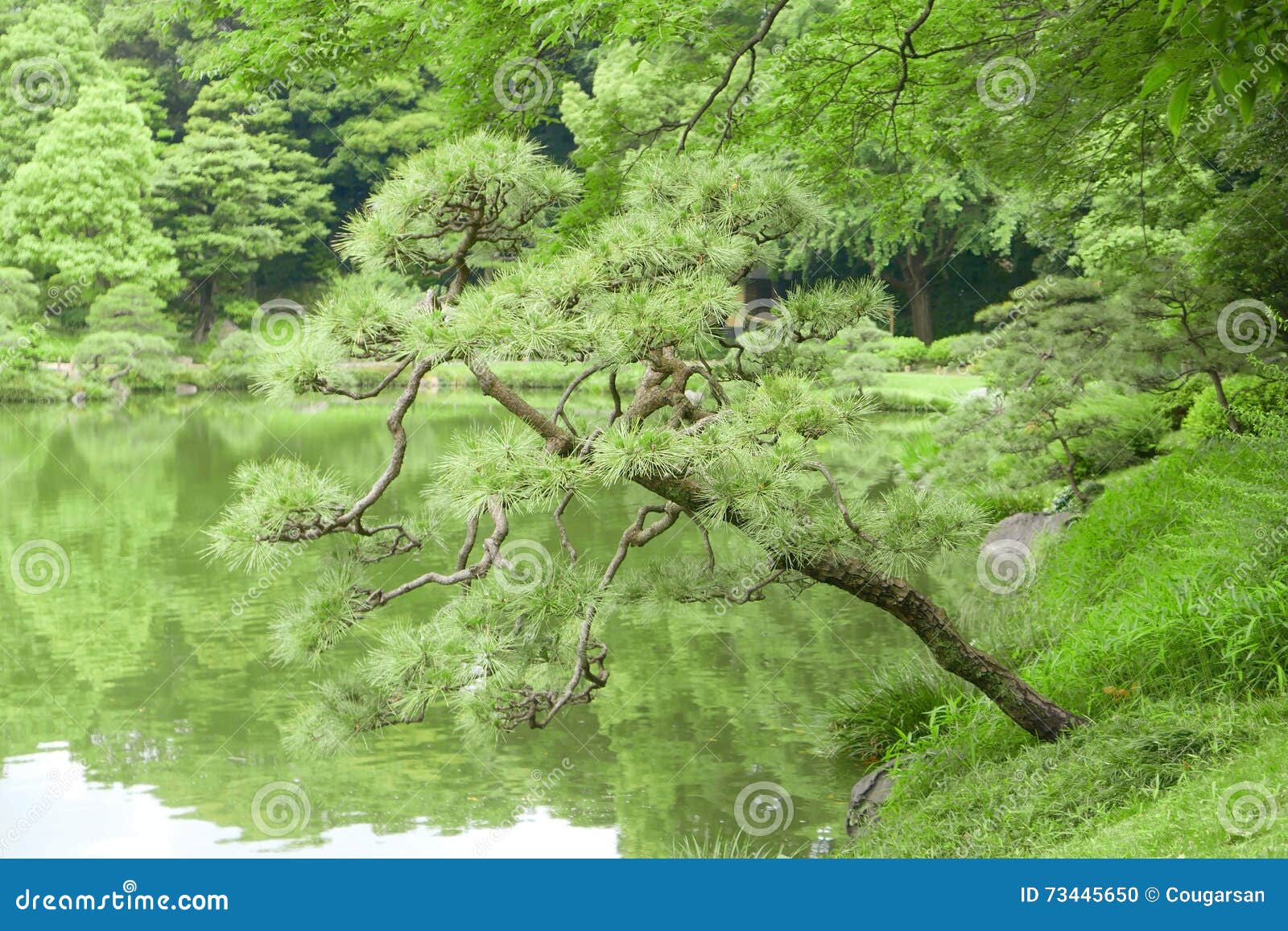Pinus Thunbergii Trees, Reflection on Water Pond Stock Photo - Image of ...