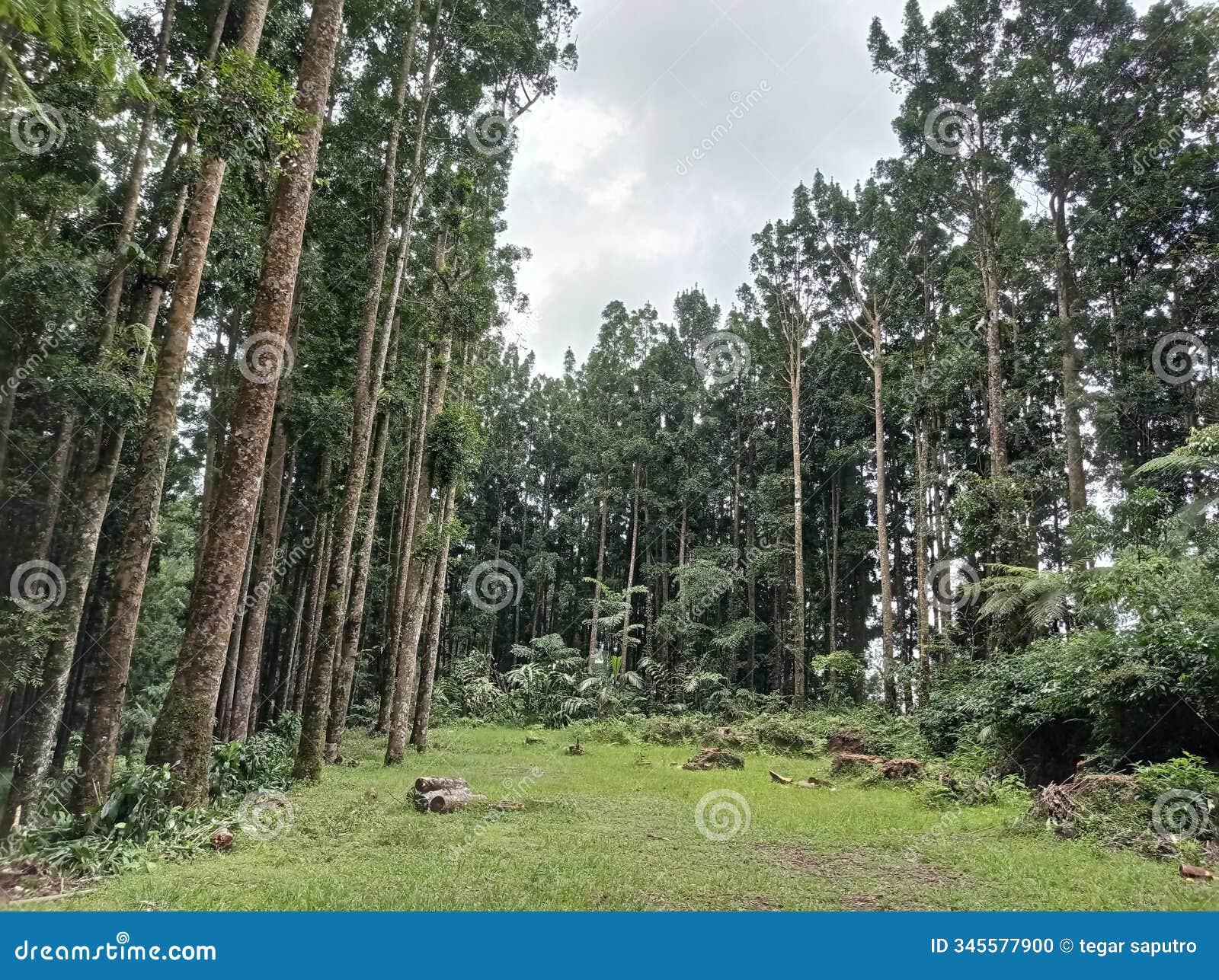 Pinus tree in forest stock photo. Image of spruce, trail - 345577900