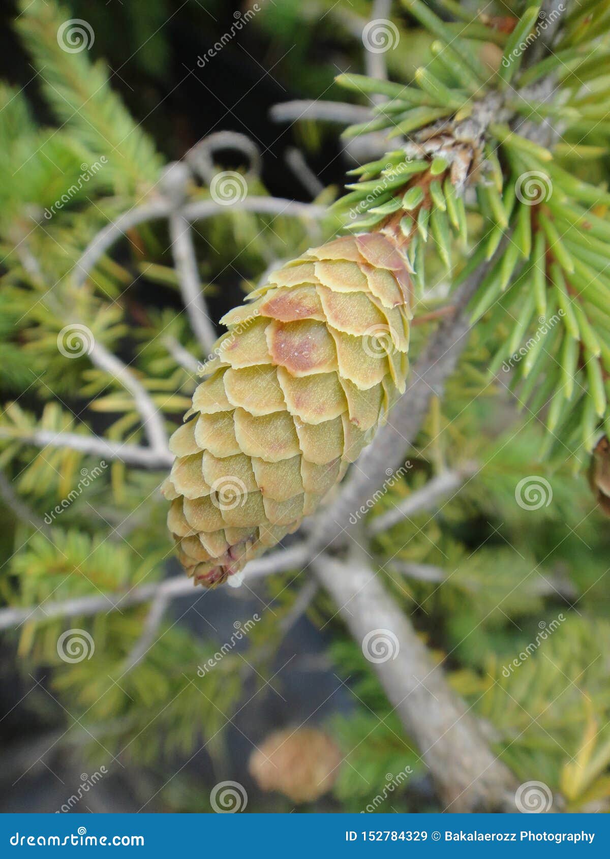 Pinus Tree Fruit Macro Background Fine Art in High Quality Stock Image ...