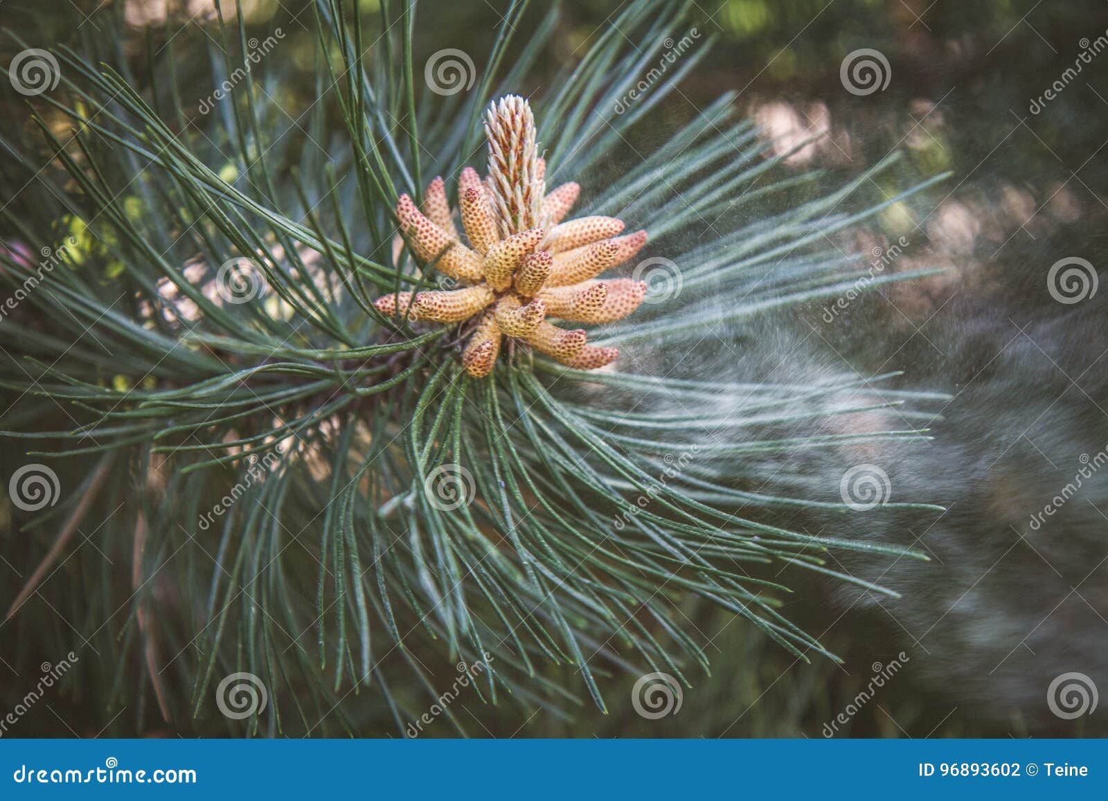 Pinus Tree Producing Pollen Stock Photo - Image of macro, fall: 96893602