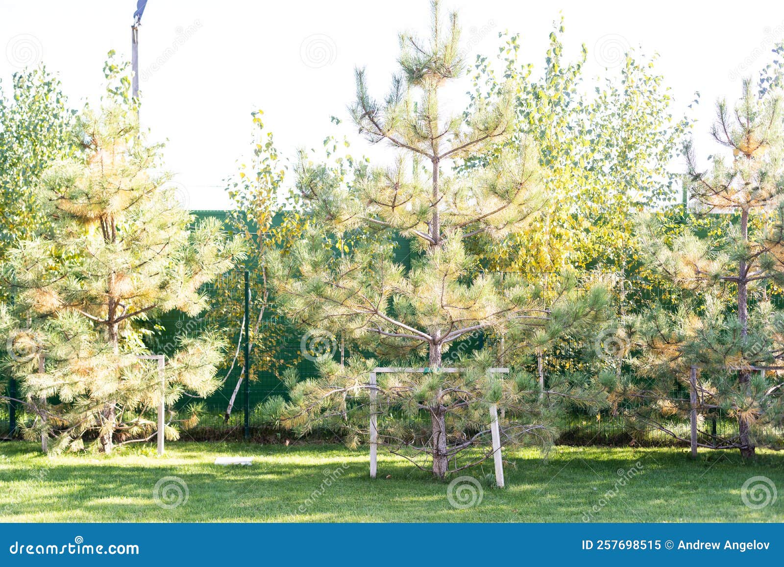 The Pinus Trees. Pine Tree in the Garden Stock Image - Image of nature ...
