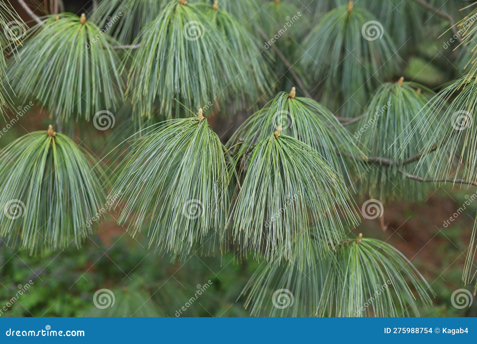 Pinus Wallichiana. Himalayan Pine Tree Needles. Stock Photography ...