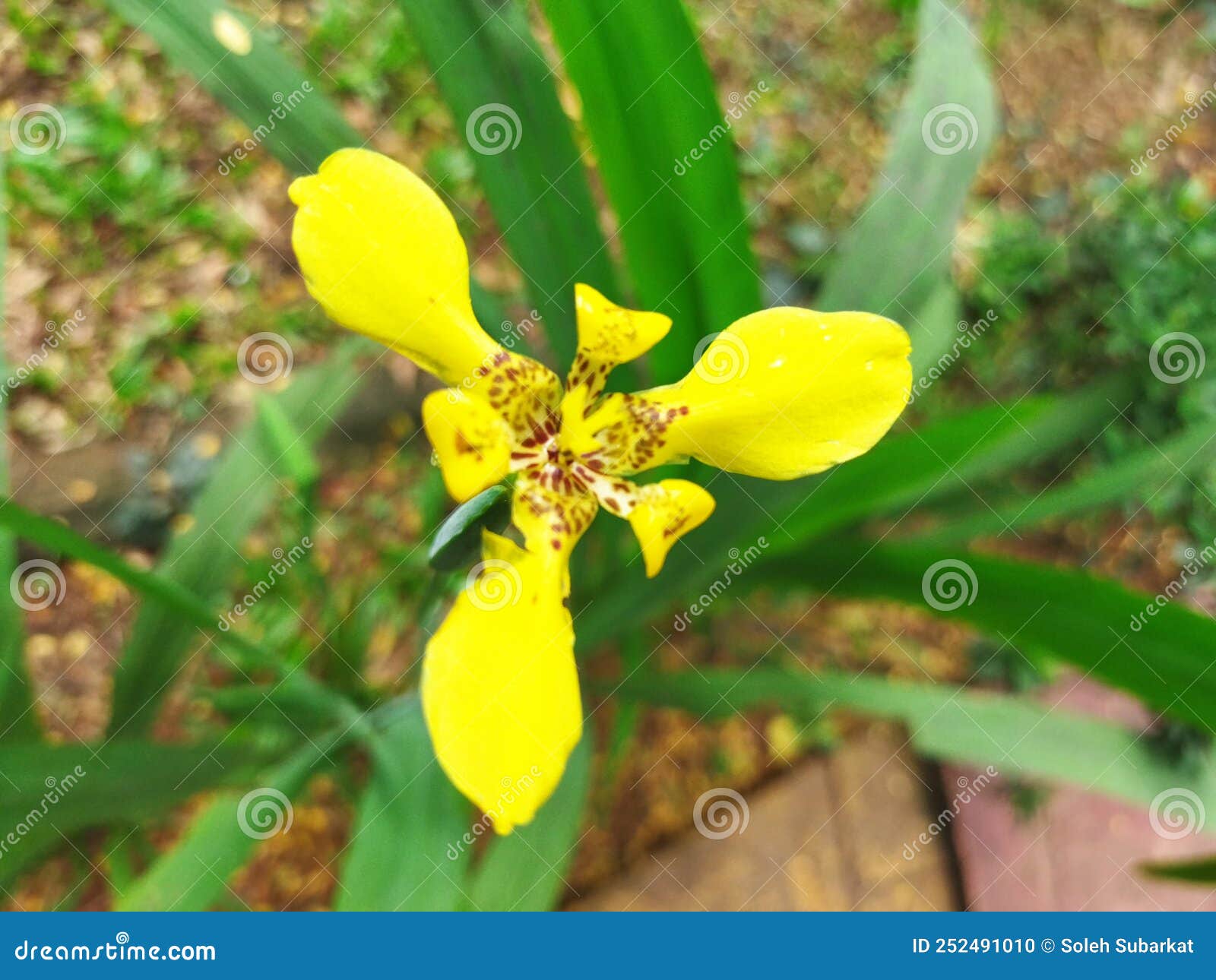 The Pinwheel flower stock photo. Image of shrub, food - 252491010