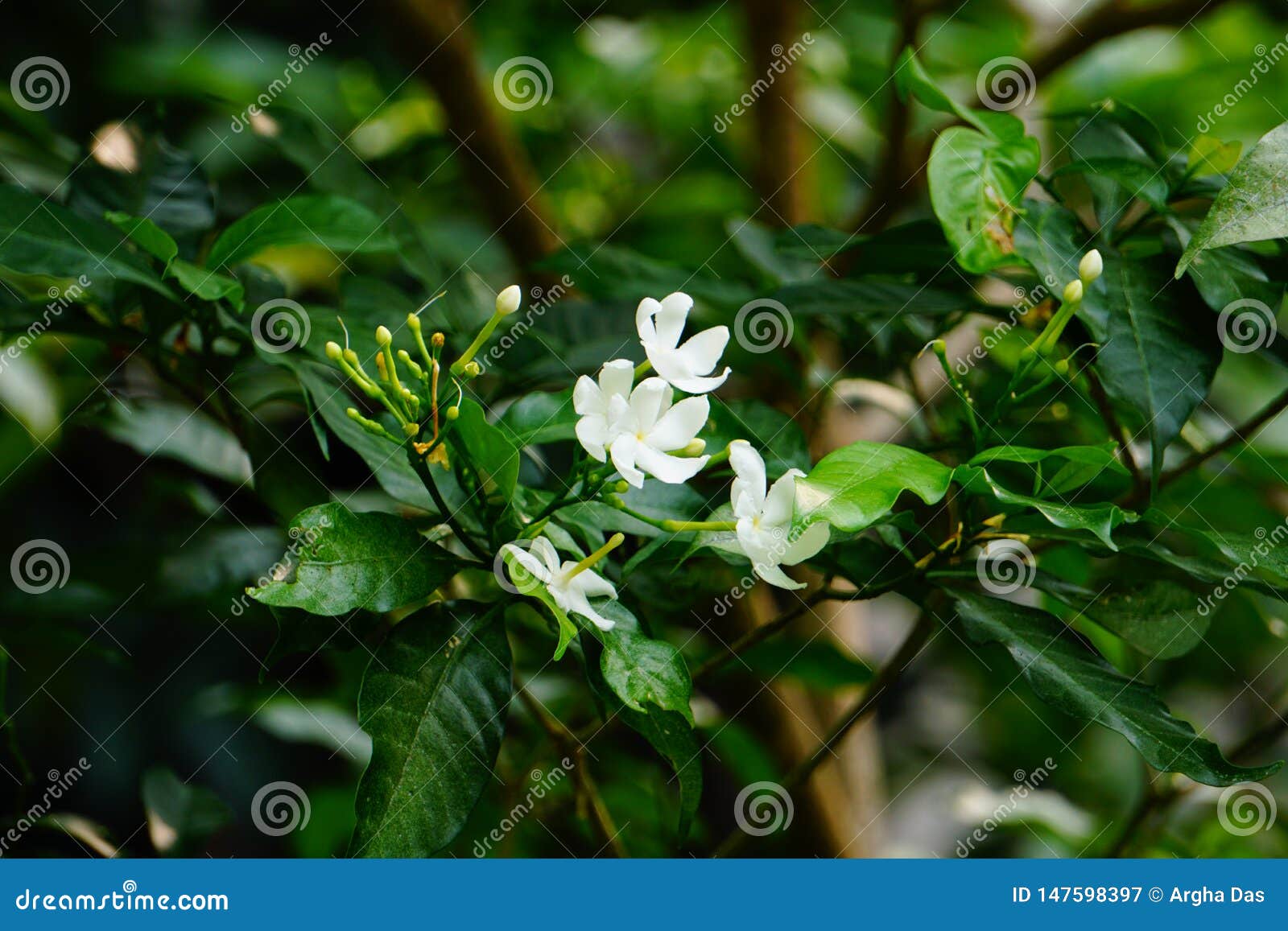 Pinwheel flowers stock image. Image of flowers, blossoming - 147598397