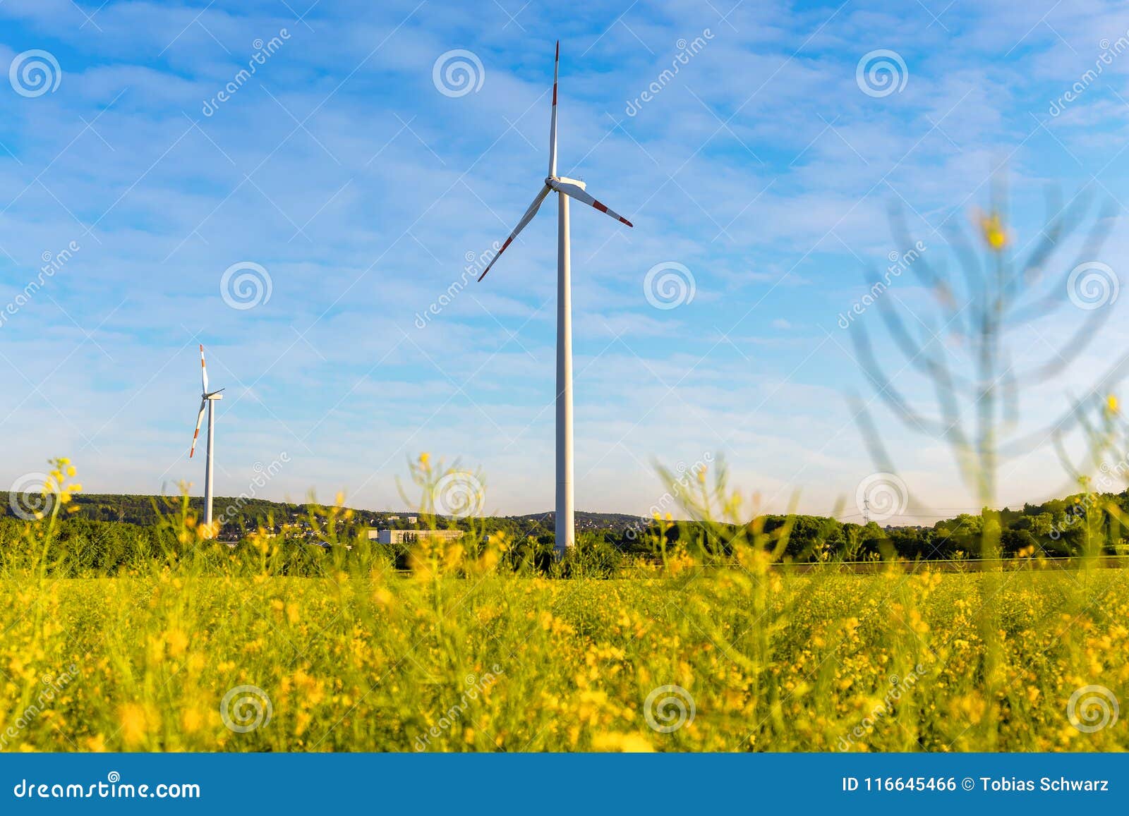 Pinwheels on a Field with Blue Sky Stock Photo - Image of price ...