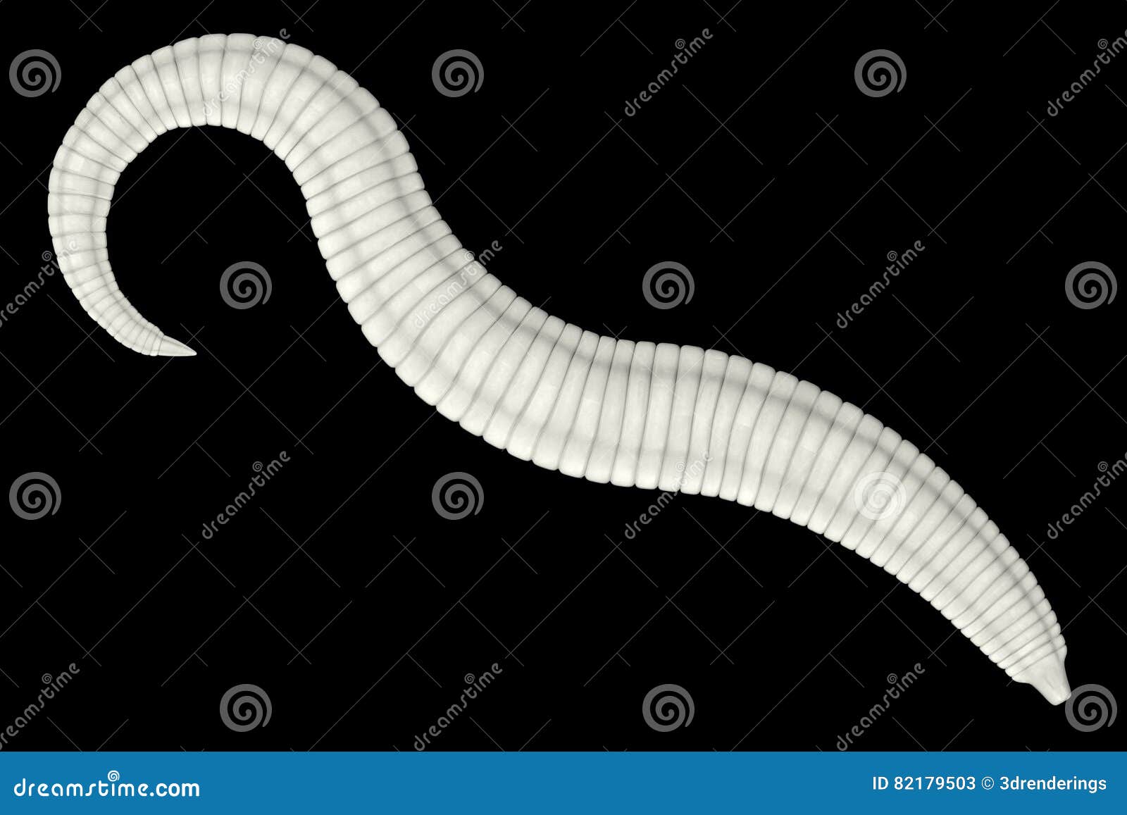 Pinworm stock de ilustración. Ilustración de animal, realista - 82179503