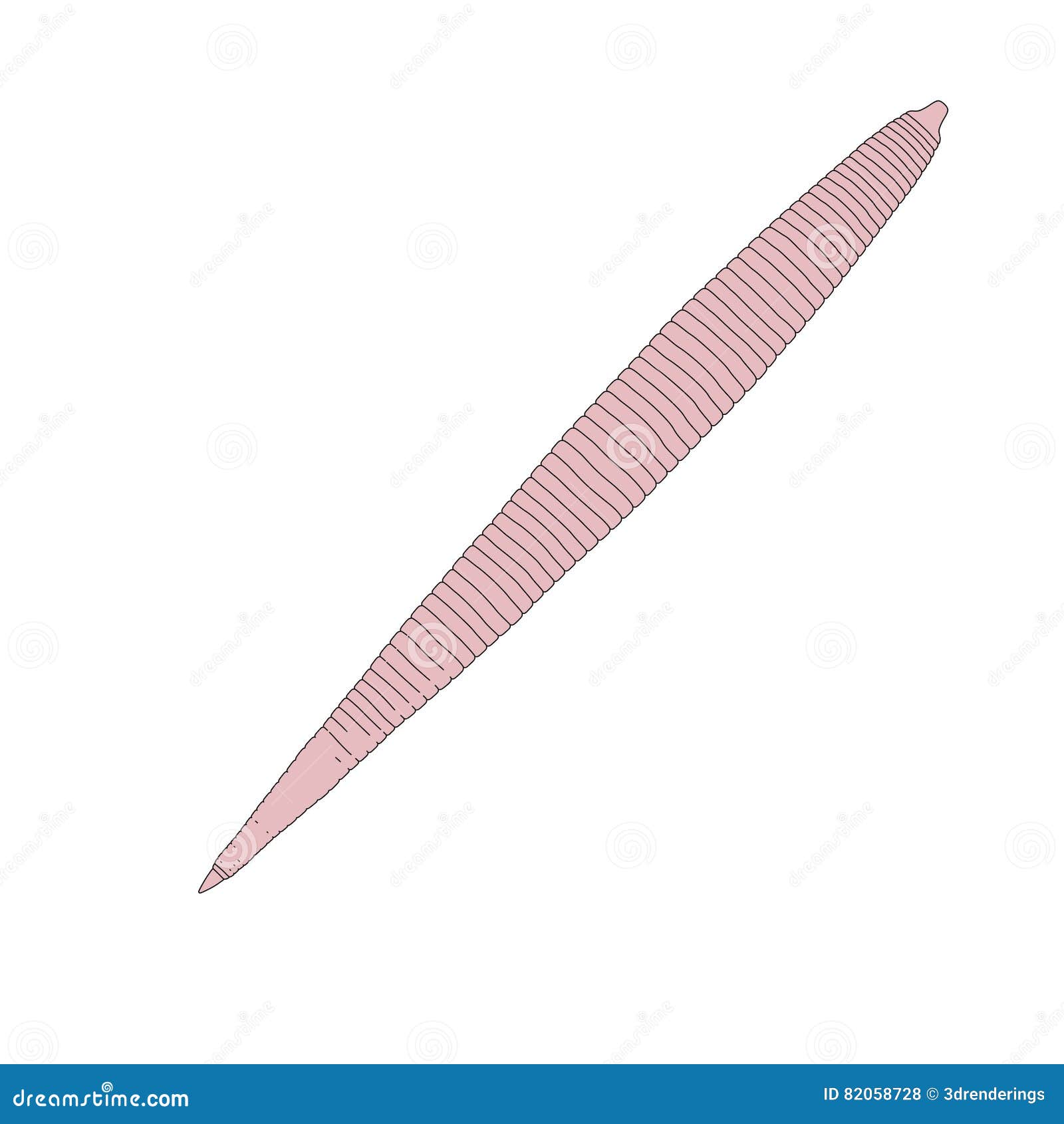 Pinworm stock illustration. Illustration of blood, endoparasite - 82058728