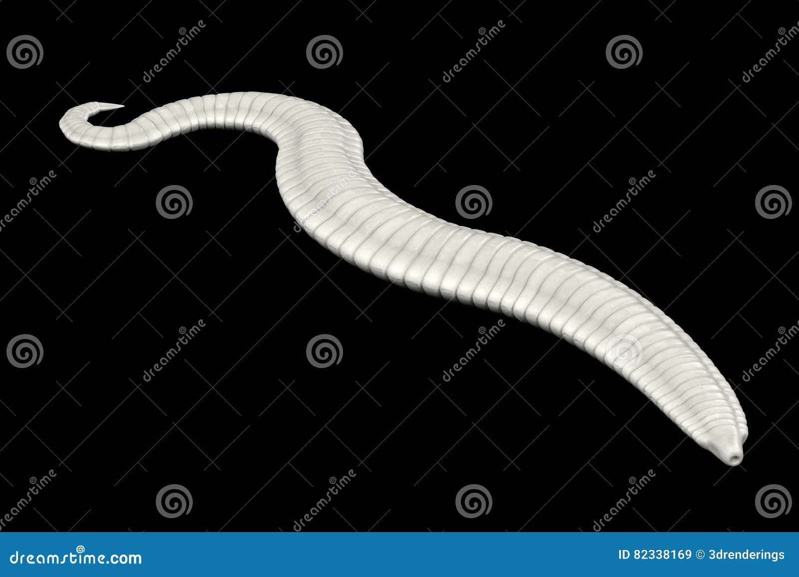 Pinworm Or Threadworm Or Seatworm Or Enterobius Vermicularis, Vintage ...