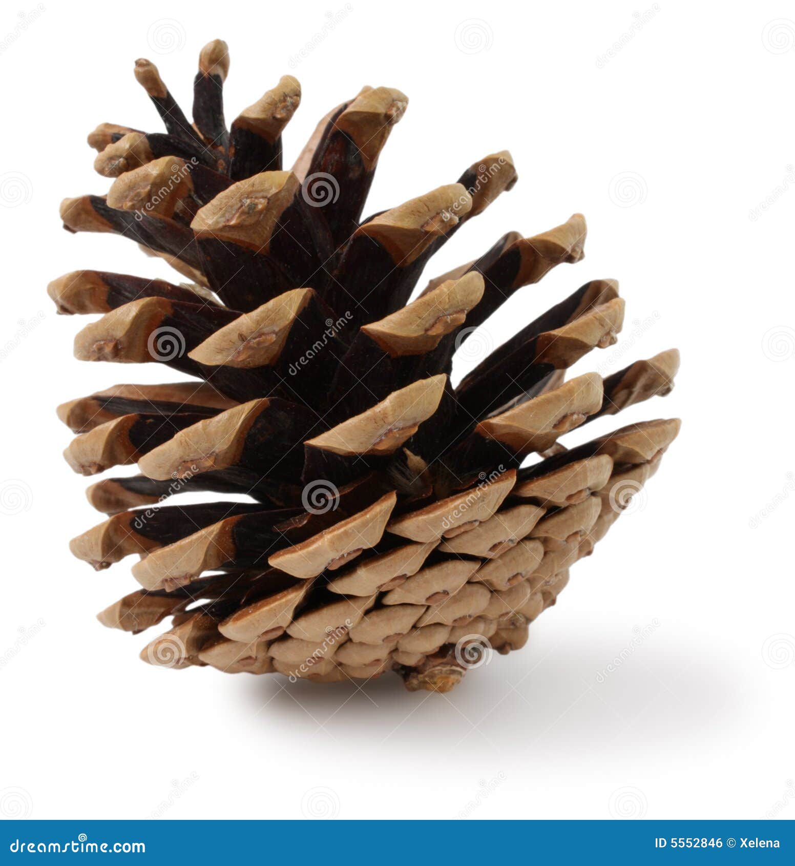 Piny kotte arkivfoto. Bild av sörja, stort, höst, stänga - 5552846