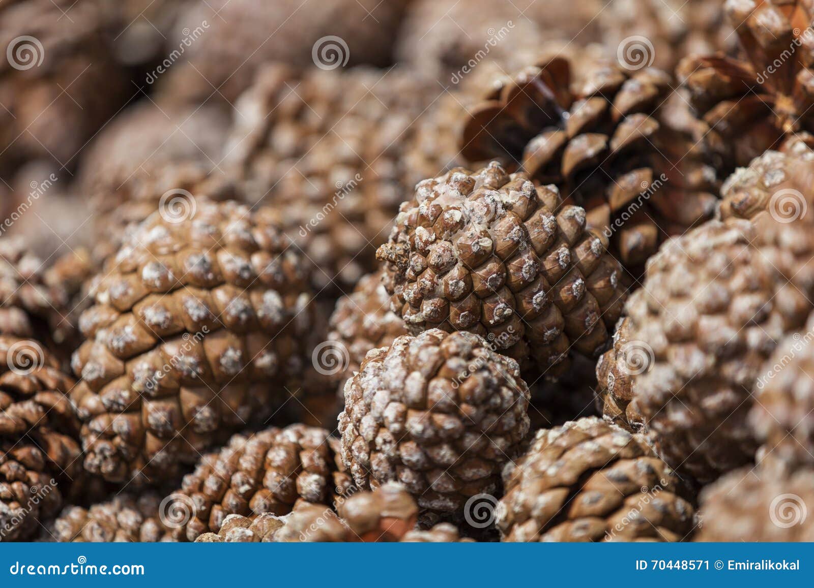 Pinyon Cone with Pine Nuts stock image. Image of pine - 70448571