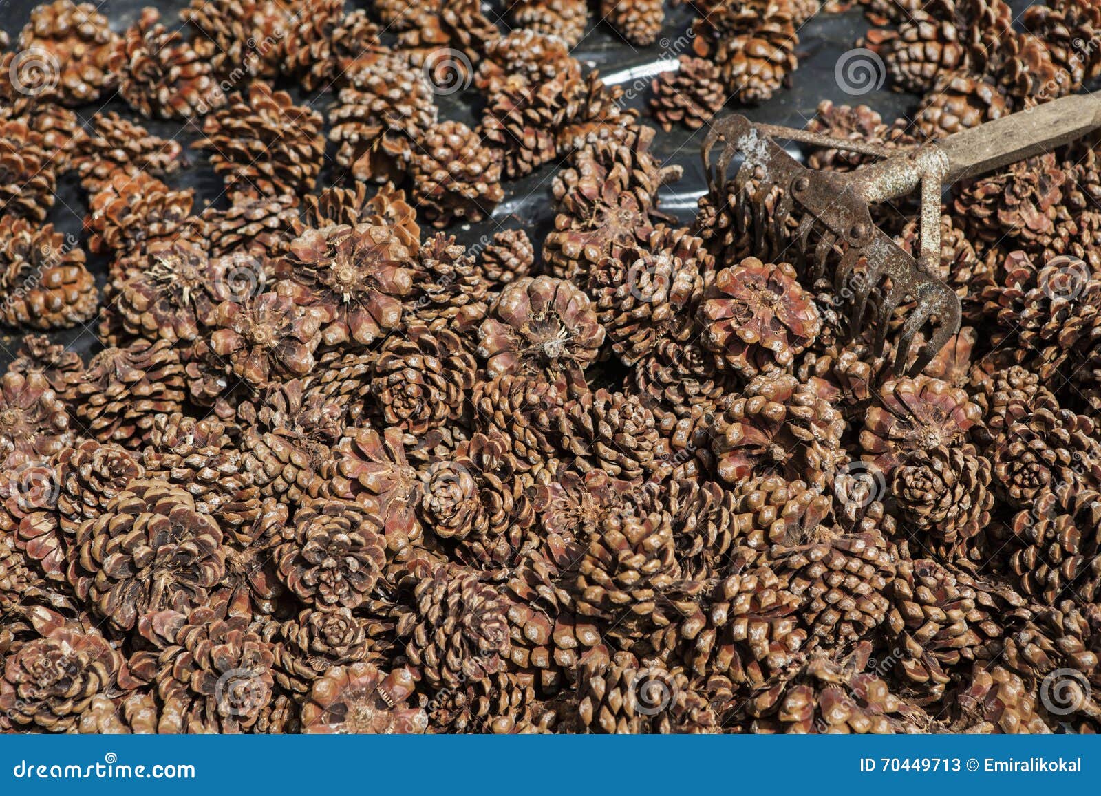 Pinyon Cone with Pine Nuts stock image. Image of cone - 70449713